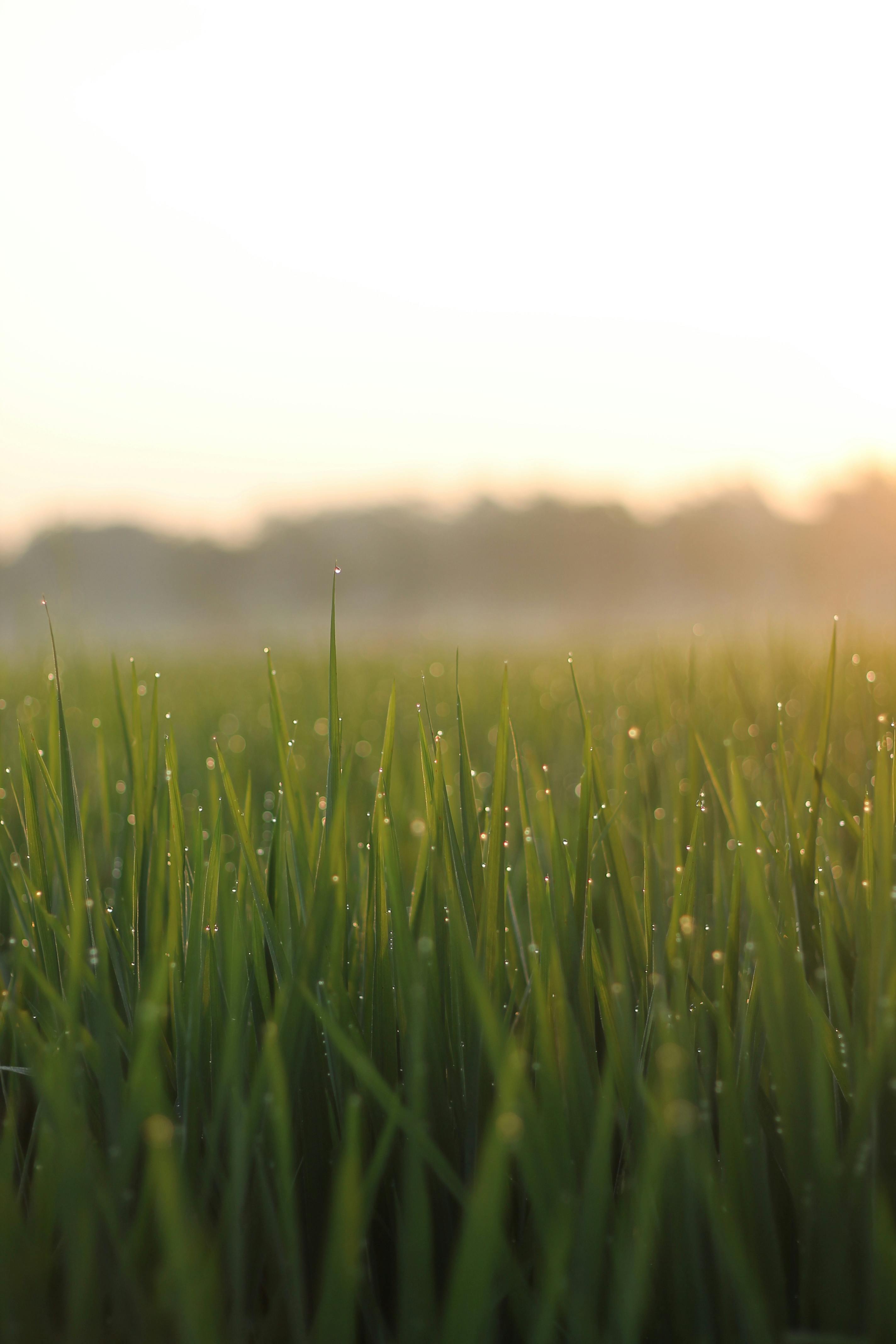 Wet Grass Wallpapers - Top Free Wet Grass Backgrounds - WallpaperAccess