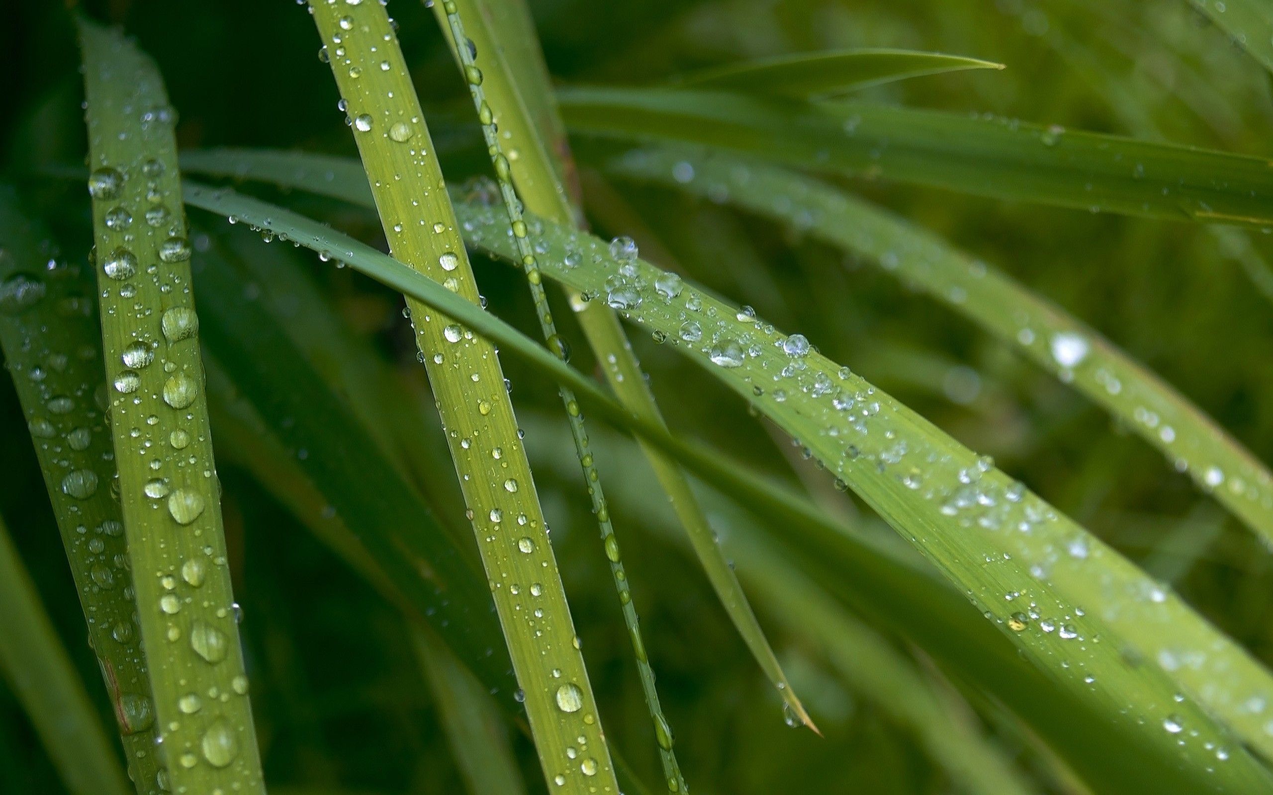 Wet Grass Wallpapers - Top Free Wet Grass Backgrounds - WallpaperAccess