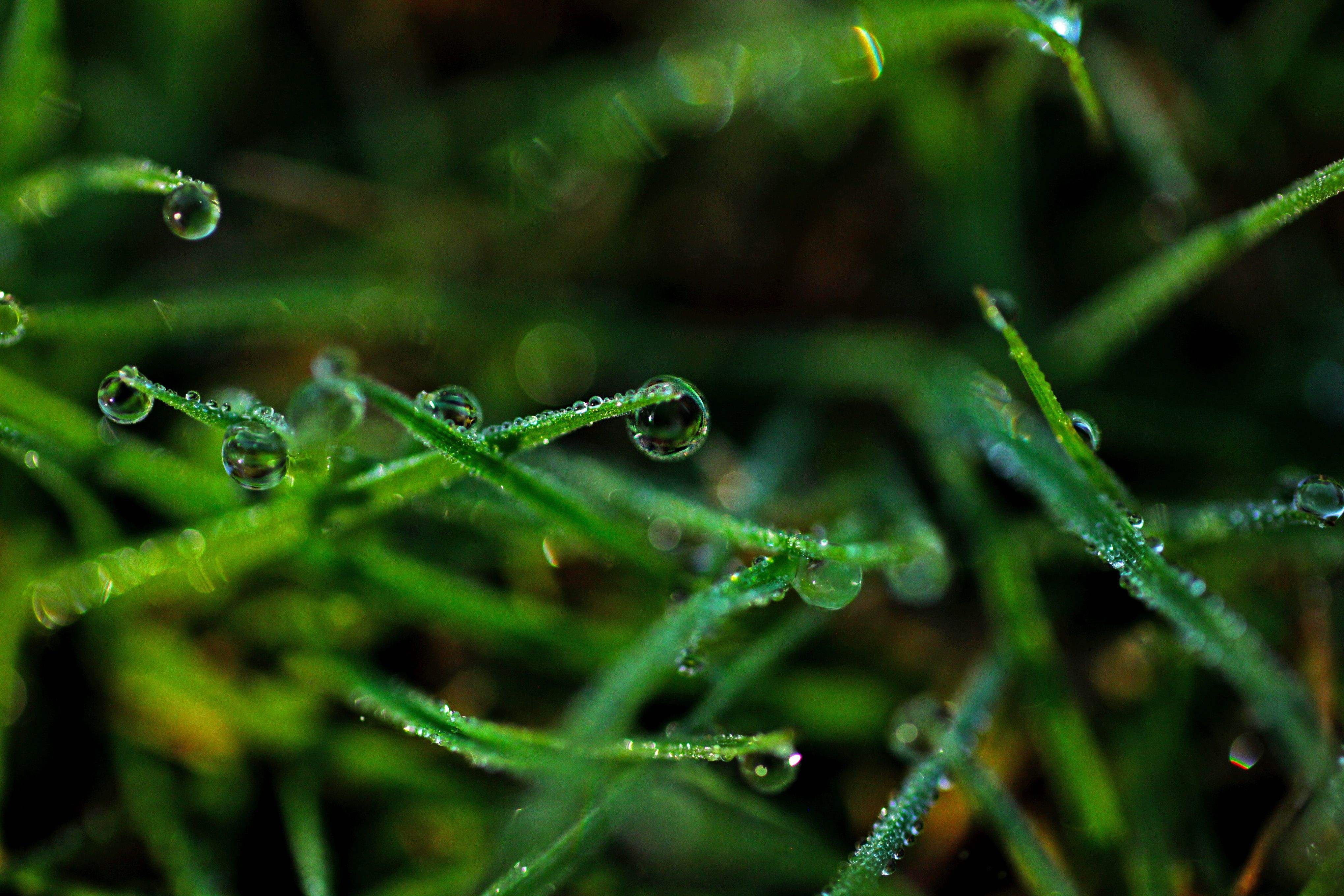 Wet Grass Wallpapers - Top Free Wet Grass Backgrounds - WallpaperAccess