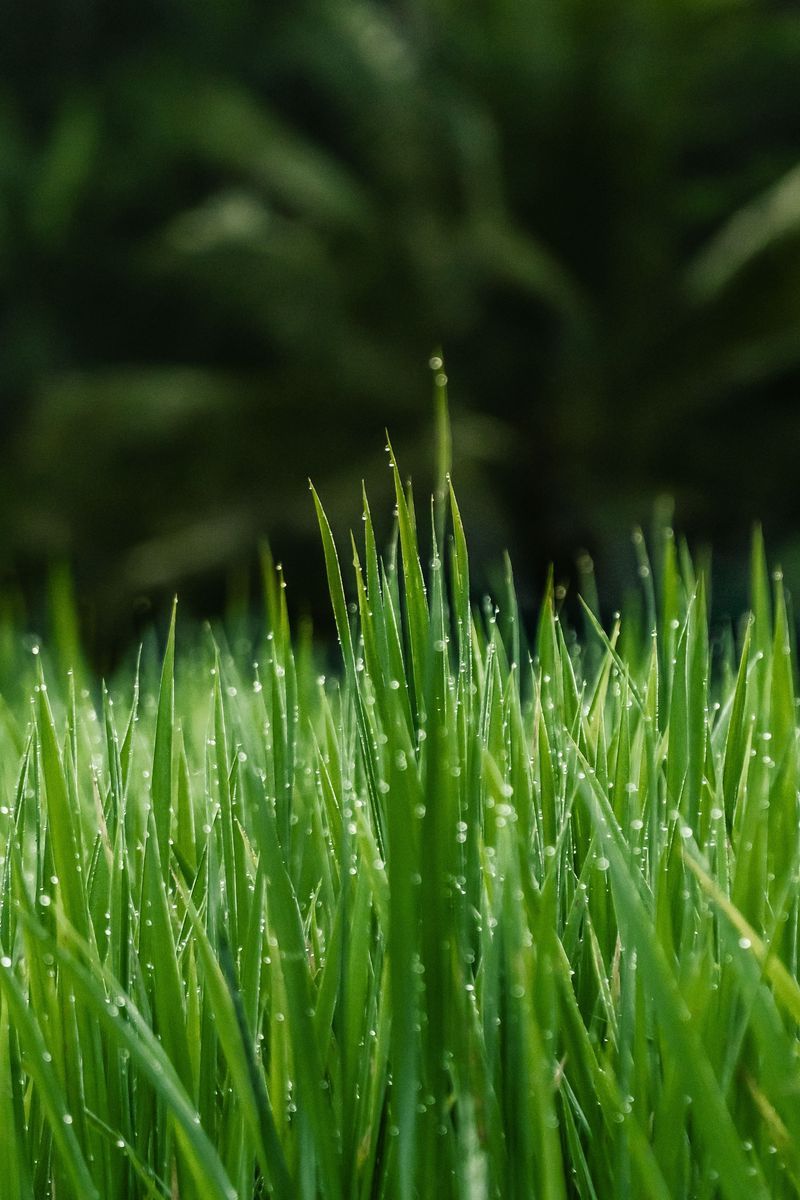 Wet Grass Wallpapers - Top Free Wet Grass Backgrounds - WallpaperAccess