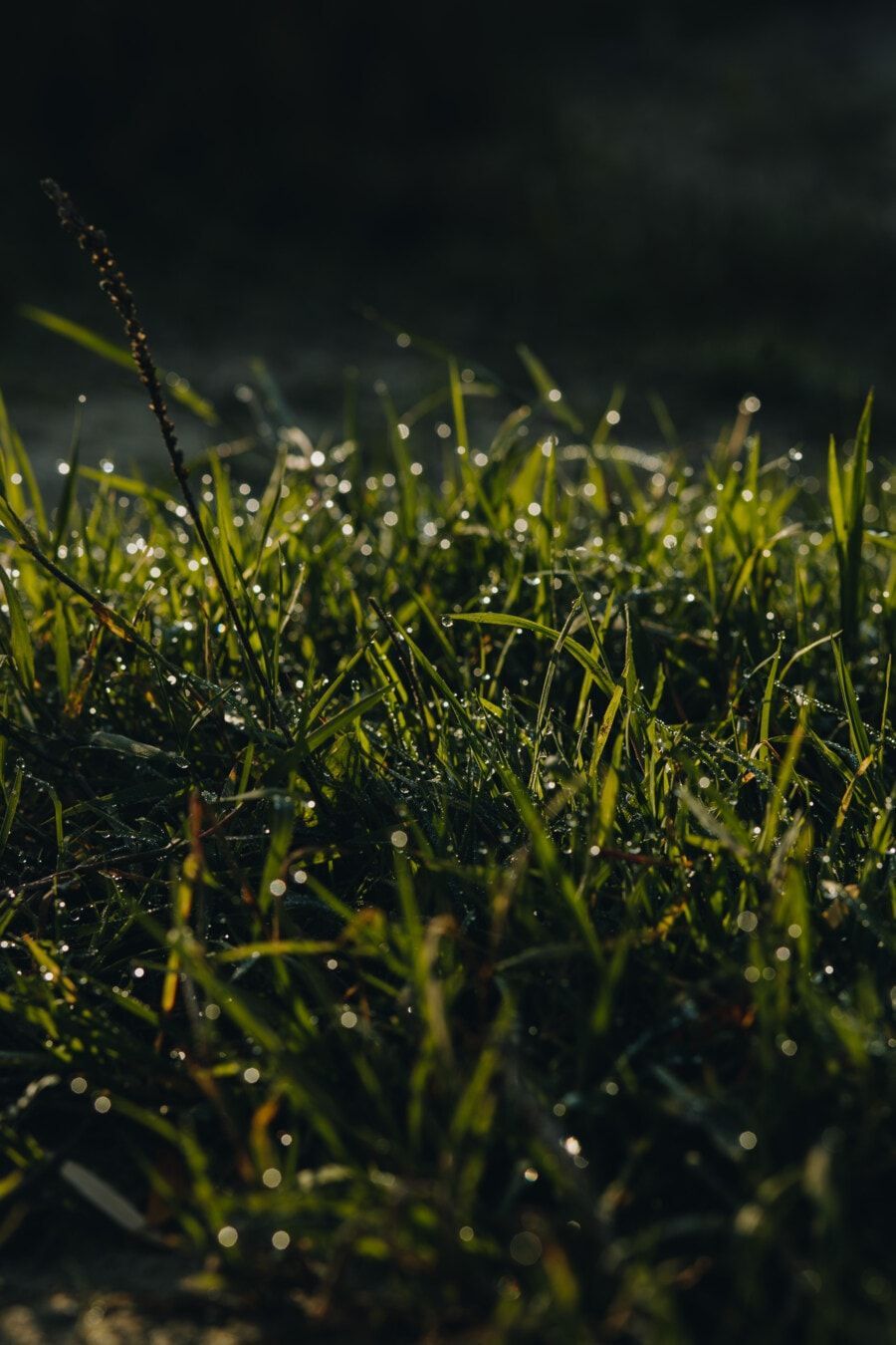 Wet Grass Wallpapers - Top Free Wet Grass Backgrounds - WallpaperAccess