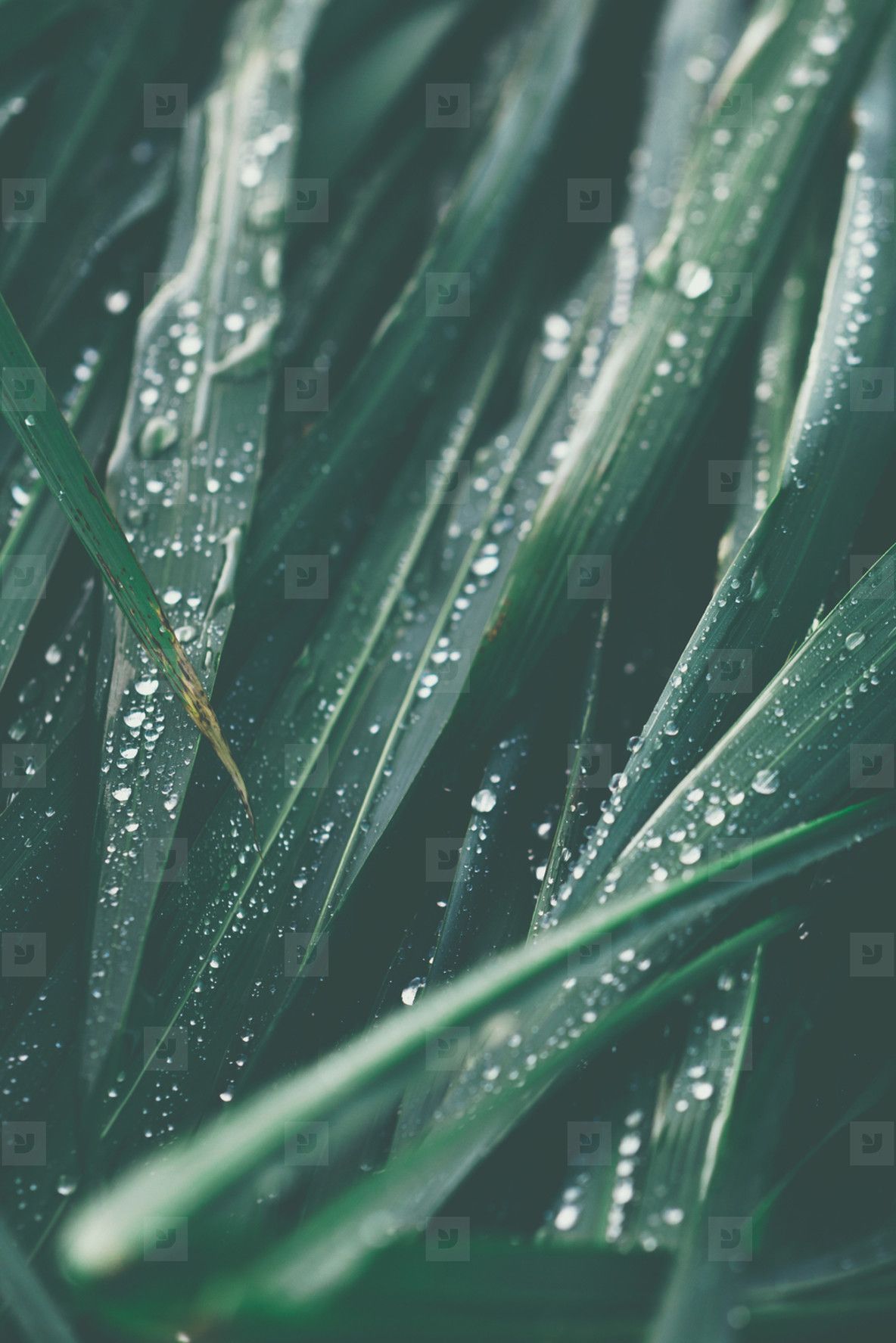Wet Grass Wallpapers - Top Free Wet Grass Backgrounds - WallpaperAccess