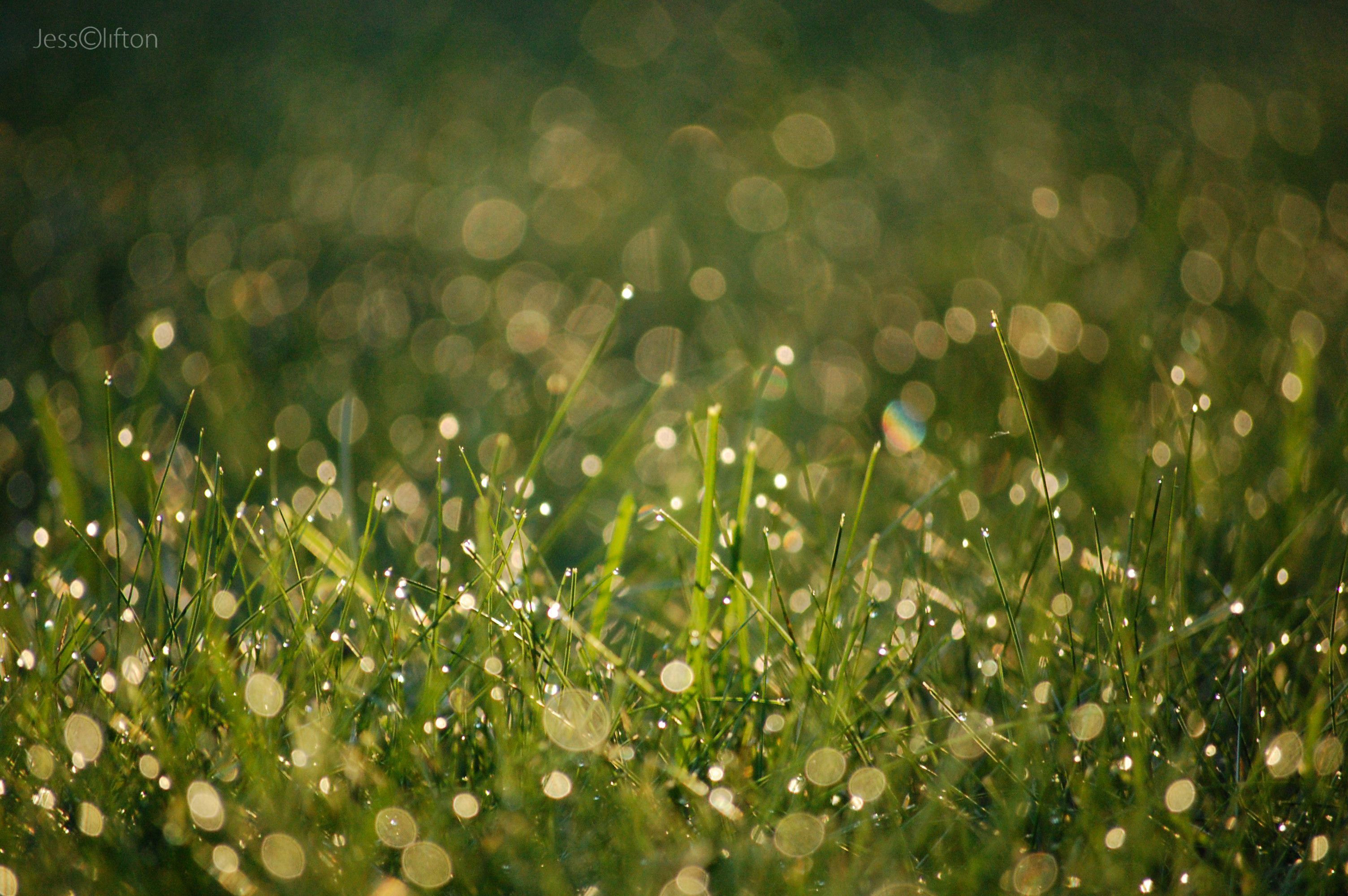Wet Grass Wallpapers - Top Free Wet Grass Backgrounds - WallpaperAccess