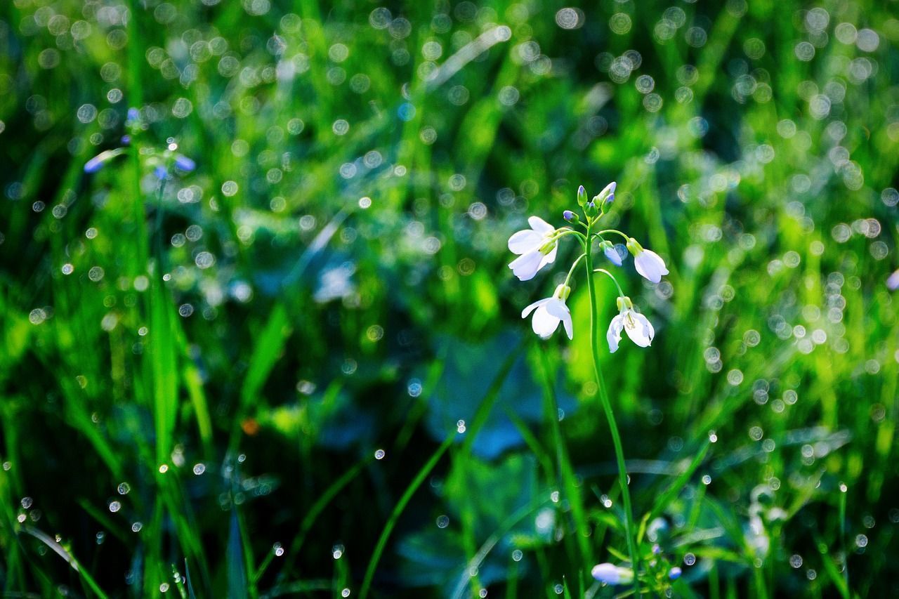Wet Grass Wallpapers - Top Free Wet Grass Backgrounds - WallpaperAccess