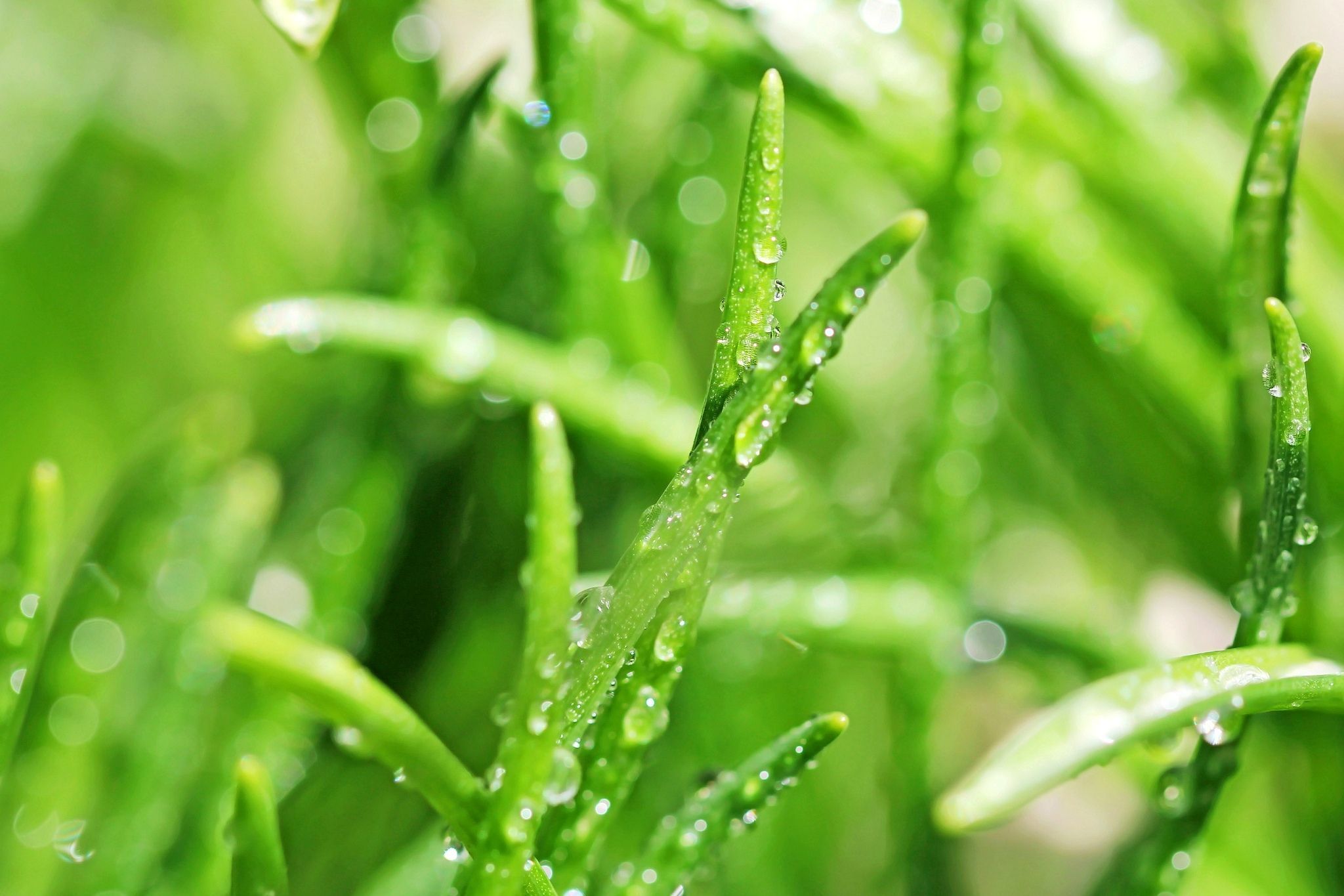 Wet Grass Wallpapers - Top Free Wet Grass Backgrounds - WallpaperAccess