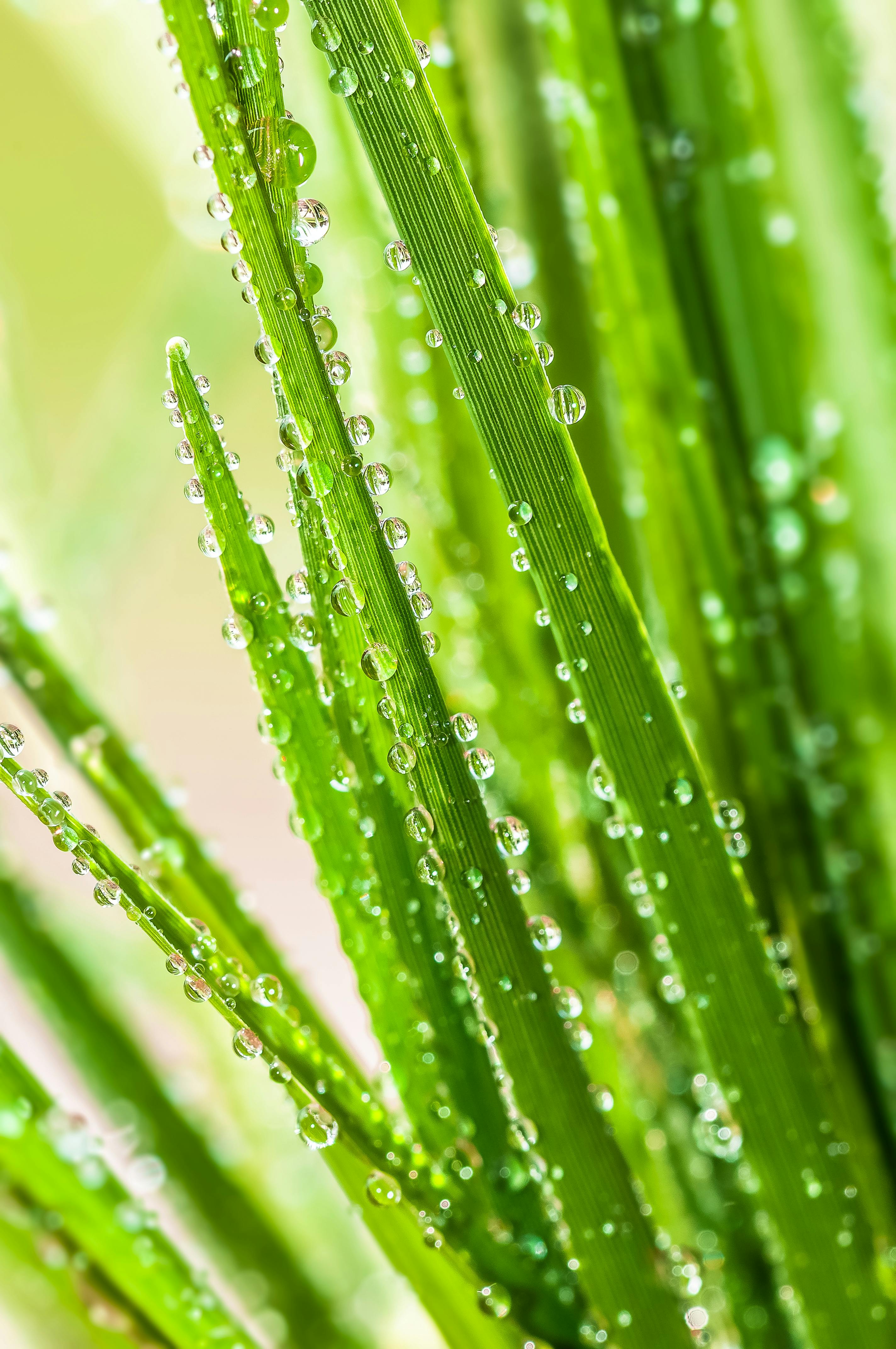 Wet Grass Wallpapers - Top Free Wet Grass Backgrounds - WallpaperAccess