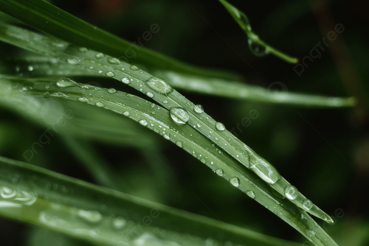 Wet Grass Wallpapers - Top Free Wet Grass Backgrounds - WallpaperAccess