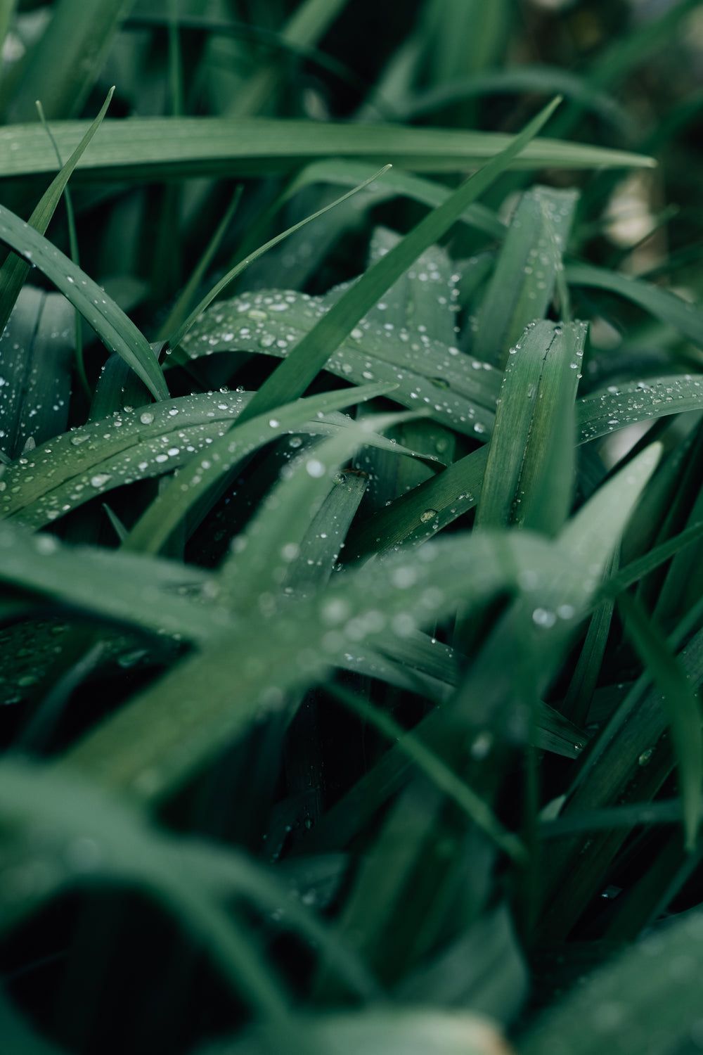 Wet Grass Wallpapers - Top Free Wet Grass Backgrounds - WallpaperAccess