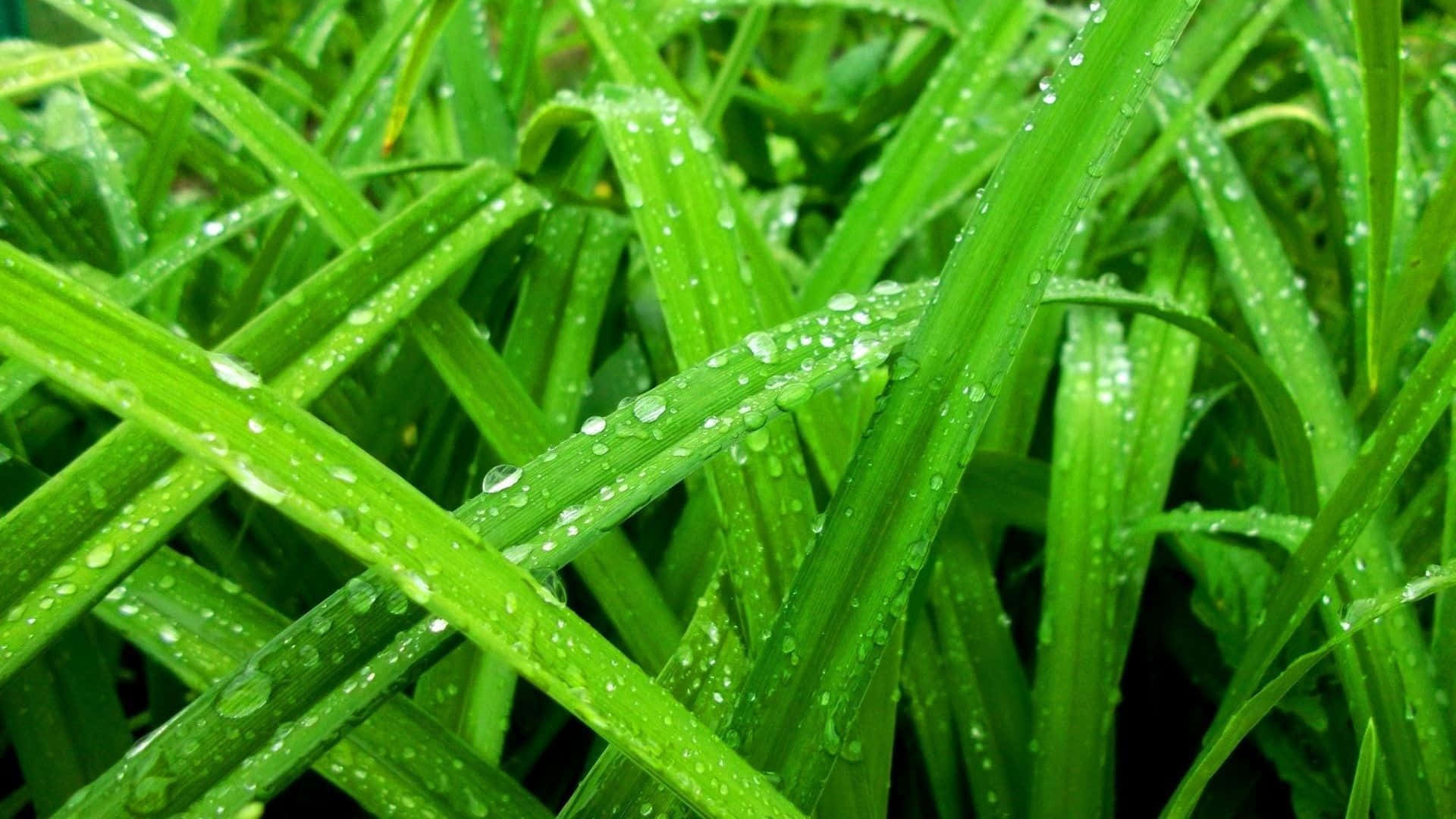 Wet Grass Wallpapers - Top Free Wet Grass Backgrounds - WallpaperAccess