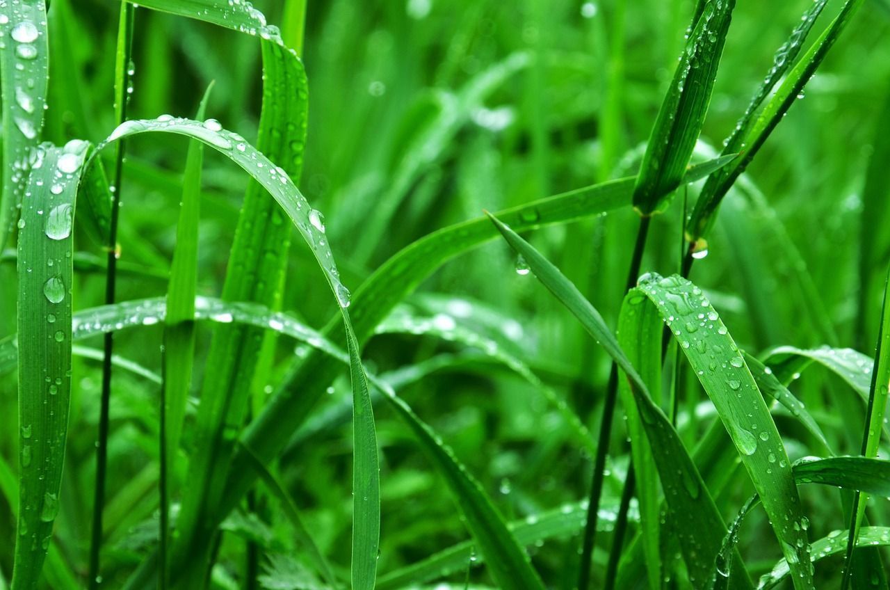 Wet Grass Wallpapers - Top Free Wet Grass Backgrounds - WallpaperAccess