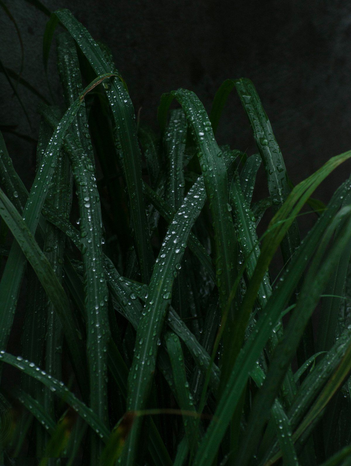 Wet Grass Wallpapers - Top Free Wet Grass Backgrounds - WallpaperAccess