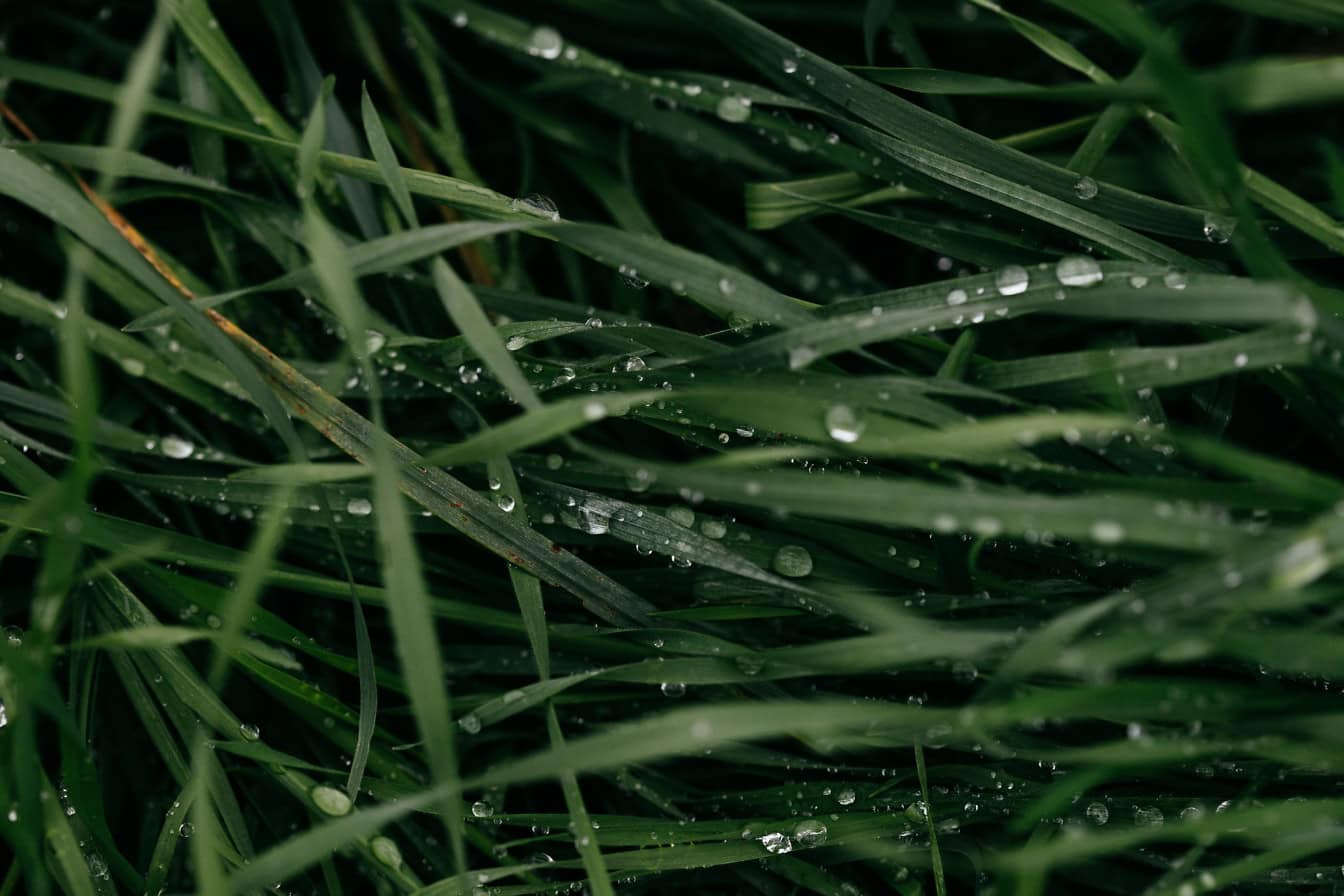 Wet Grass Wallpapers - Top Free Wet Grass Backgrounds - WallpaperAccess