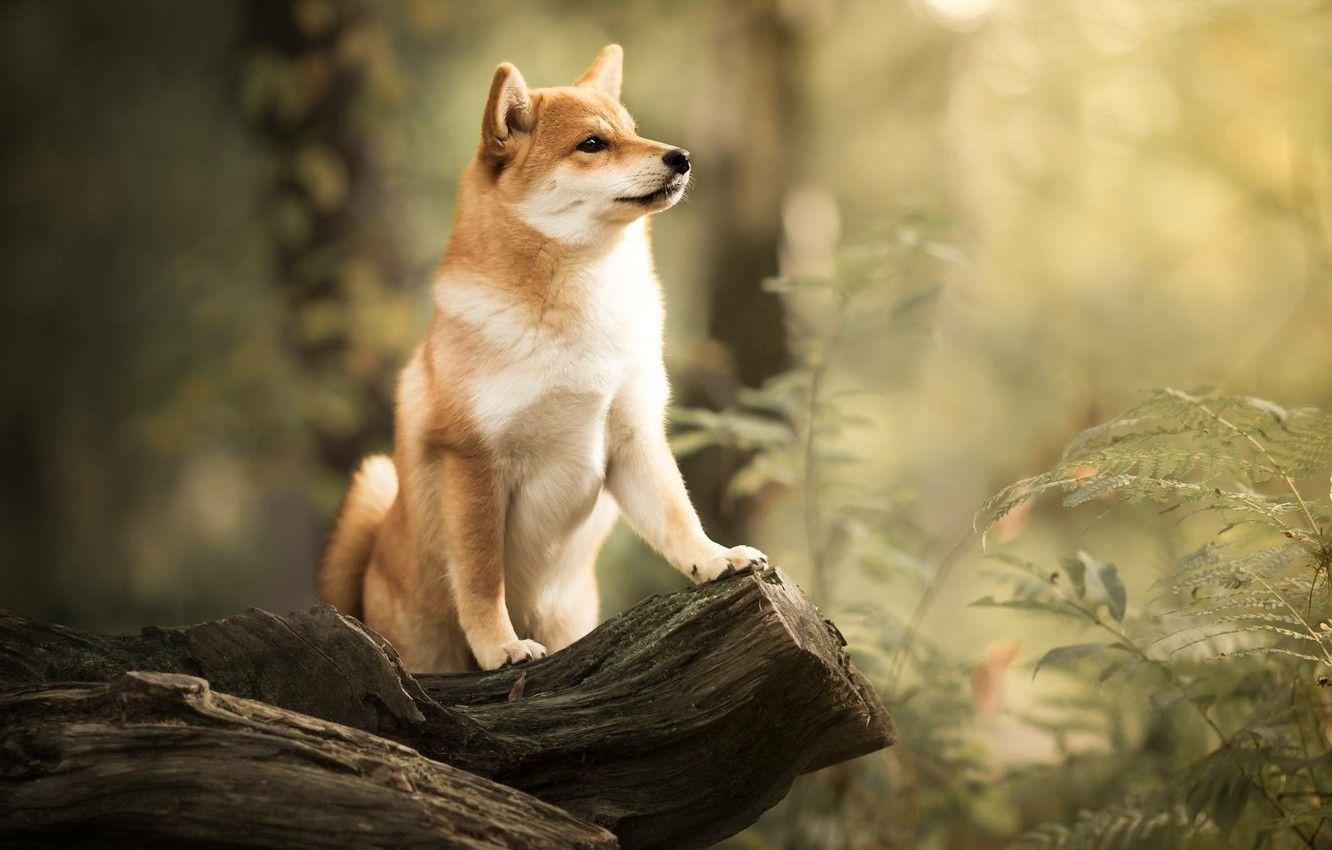 Shiba Inu Wallpapers - Top Free Shiba Inu Backgrounds - WallpaperAccess