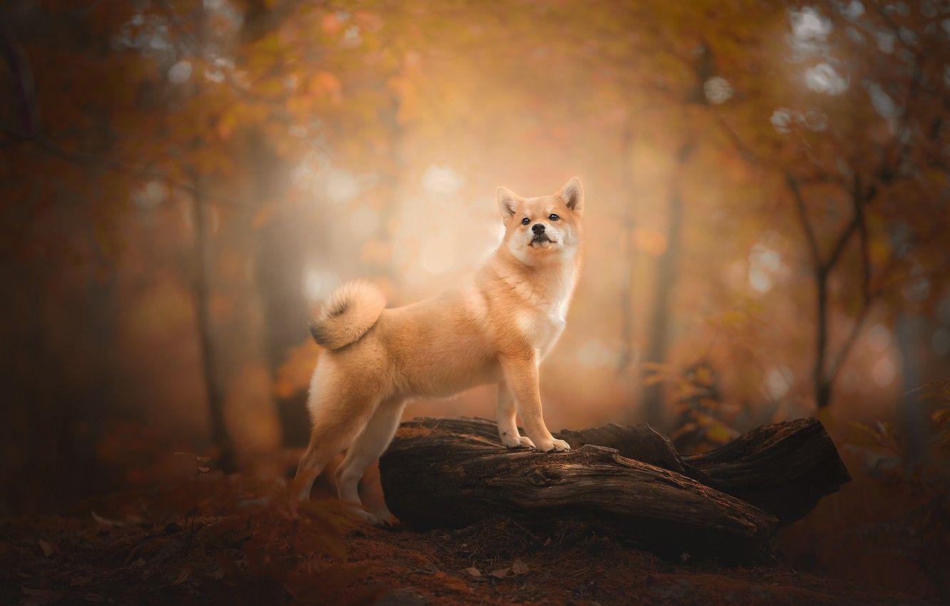 Shiba Inu Wallpapers - Top Free Shiba Inu Backgrounds - WallpaperAccess