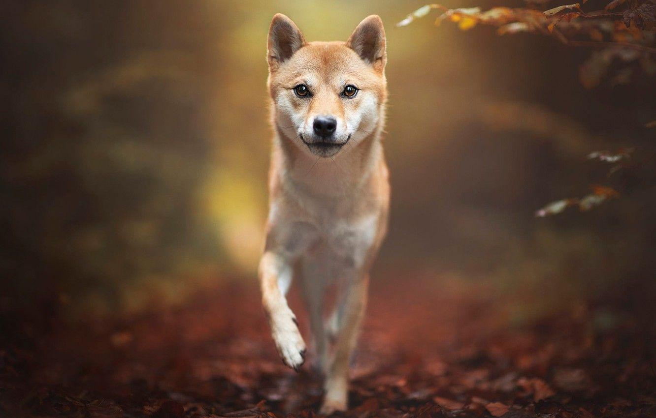 Shiba Inu Wallpapers - Top Free Shiba Inu Backgrounds - WallpaperAccess