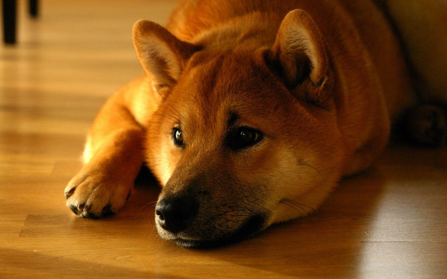 Shiba Inu Wallpapers - Top Free Shiba Inu Backgrounds - WallpaperAccess