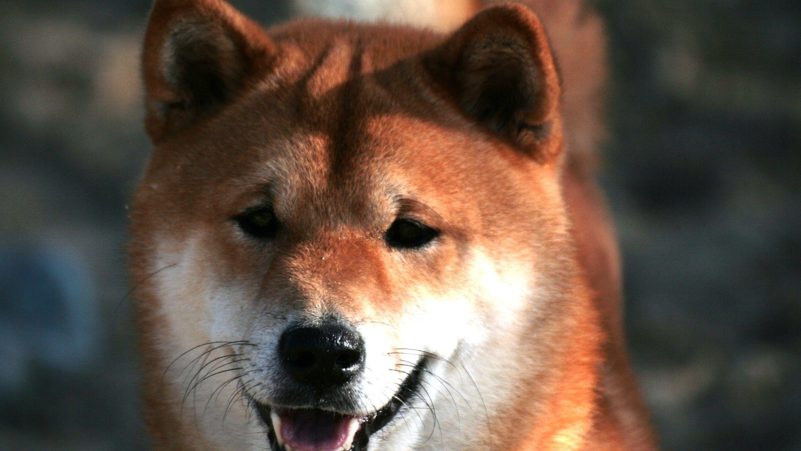 Shiba Inu Wallpapers - Top Free Shiba Inu Backgrounds - WallpaperAccess