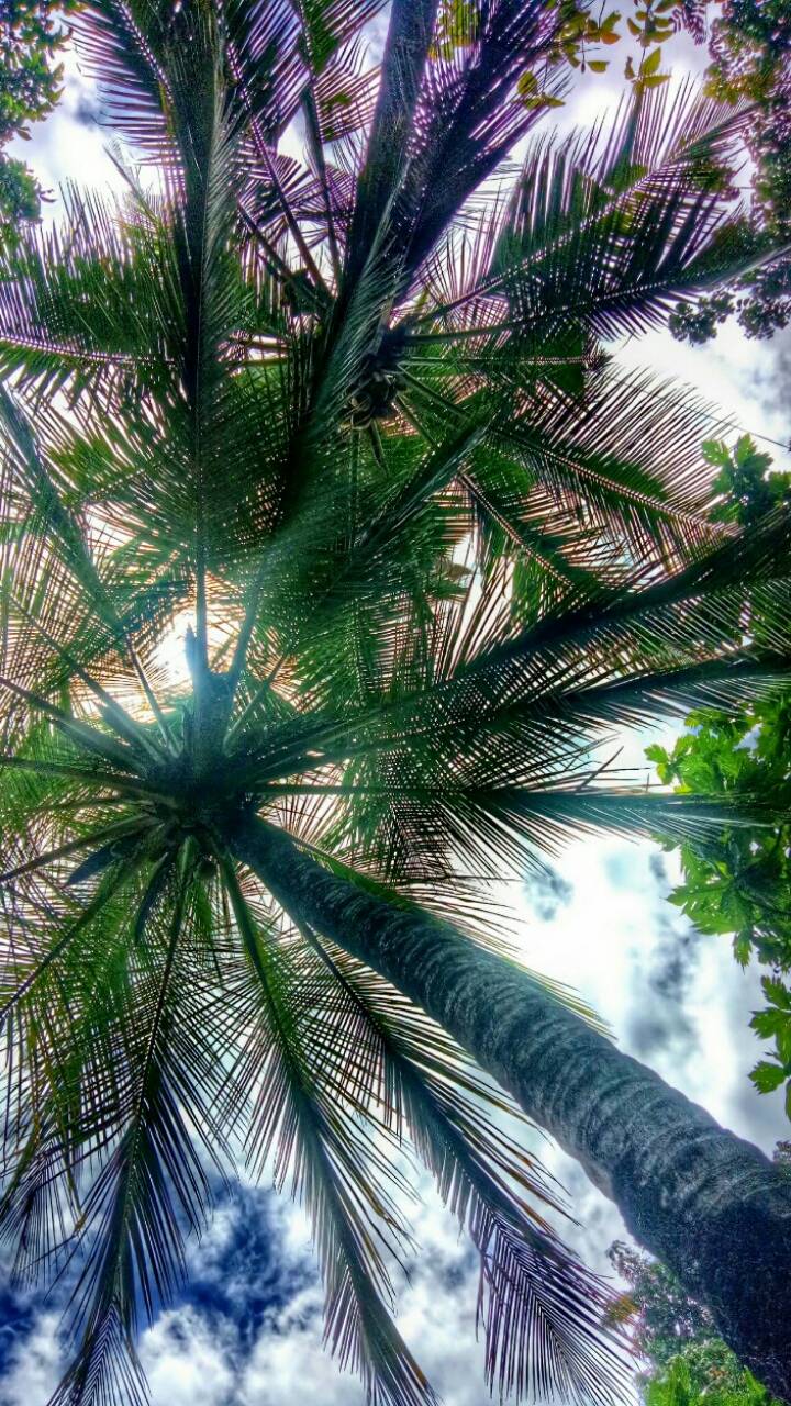 Coconut Wallpapers - Top Free Coconut Backgrounds - WallpaperAccess