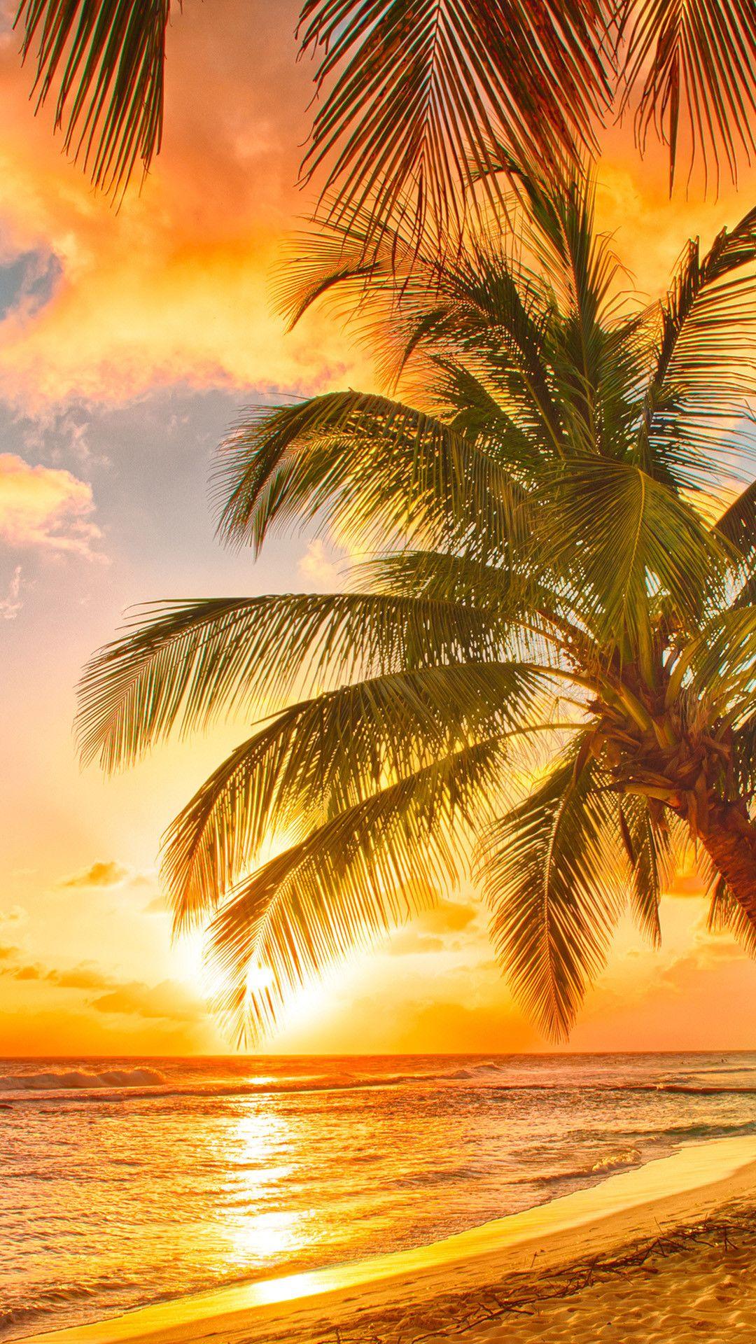 Coconut Wallpapers - Top Free Coconut Backgrounds - WallpaperAccess