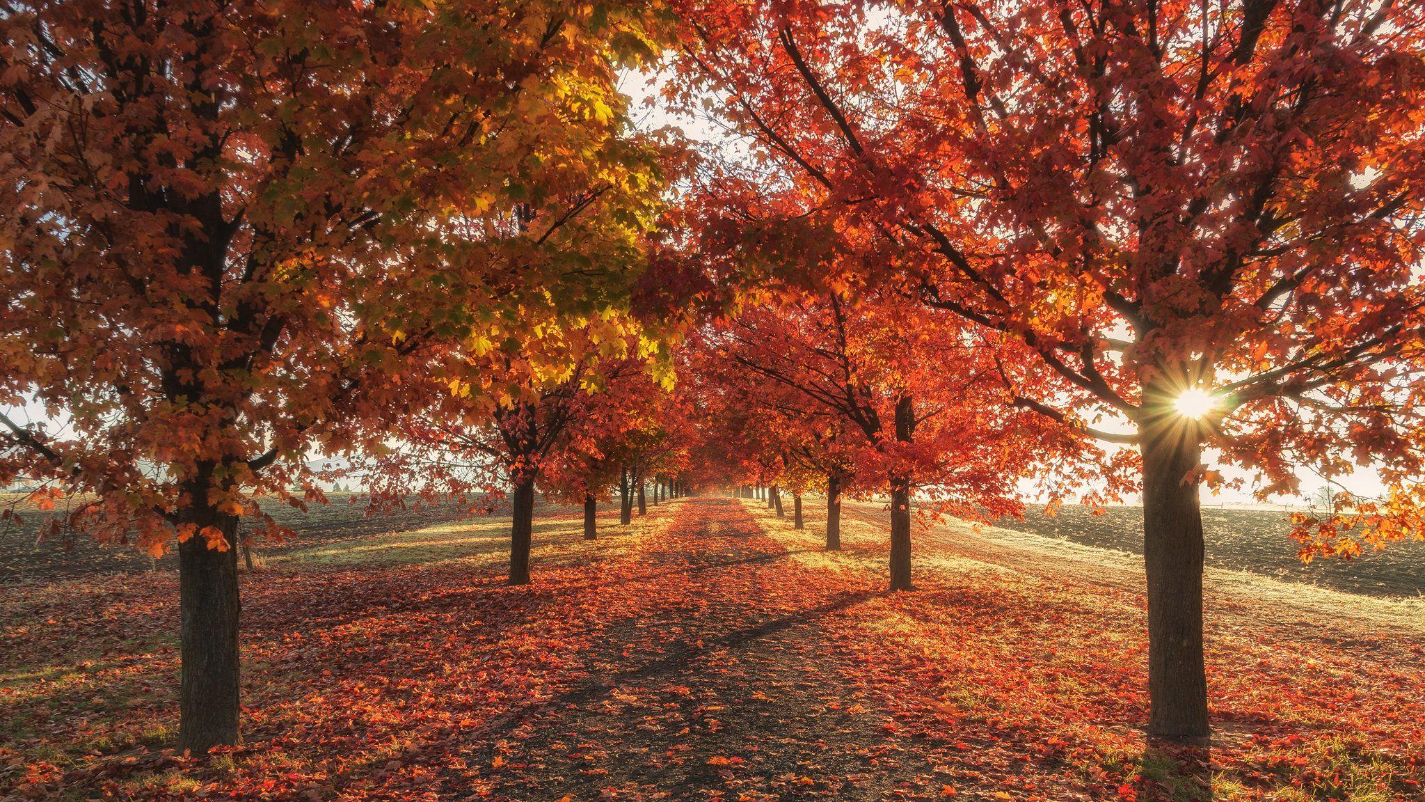 Fall Season Wallpapers - Top Free Fall Season Backgrounds - WallpaperAccess