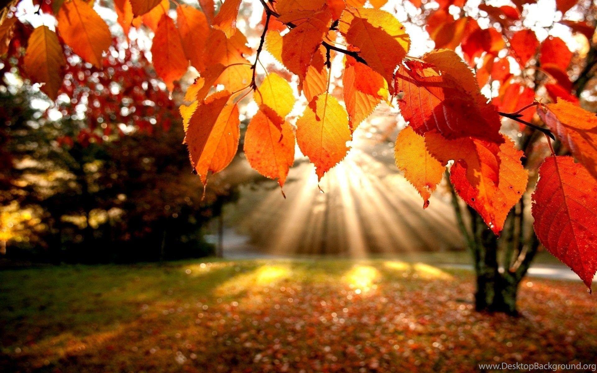 Fall Season Wallpapers - Top Free Fall Season Backgrounds - WallpaperAccess