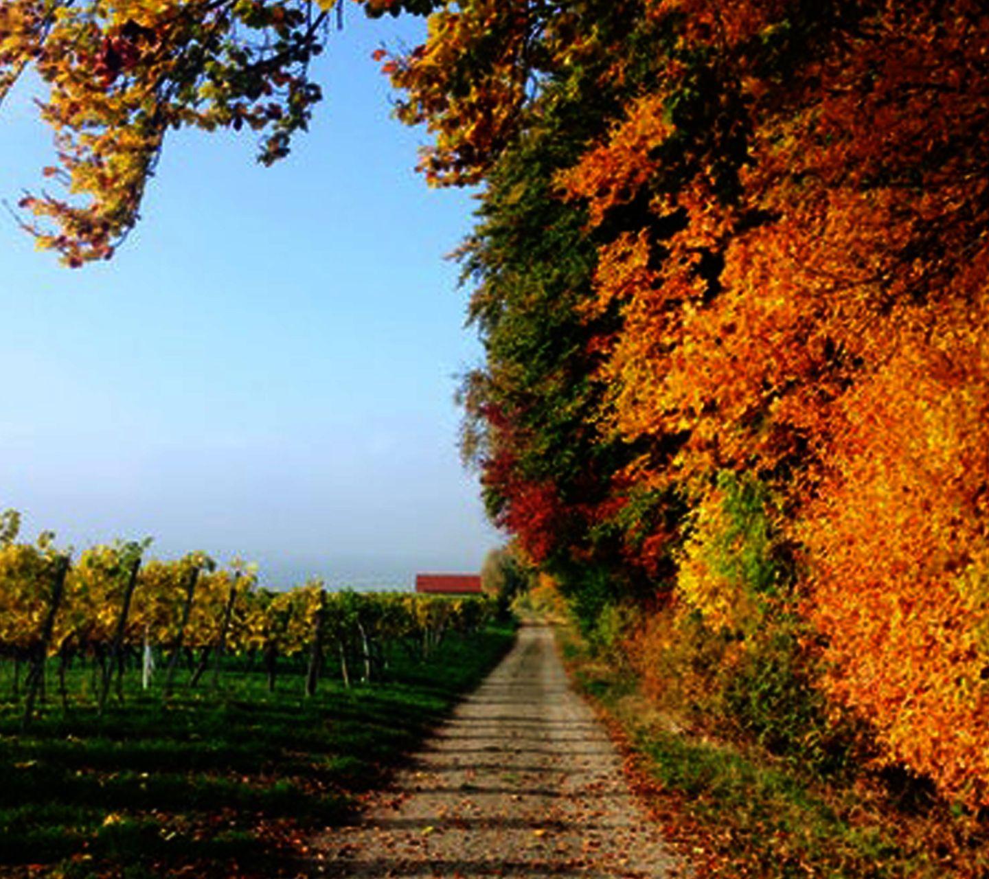 Fall Season Wallpapers - Top Free Fall Season Backgrounds - WallpaperAccess