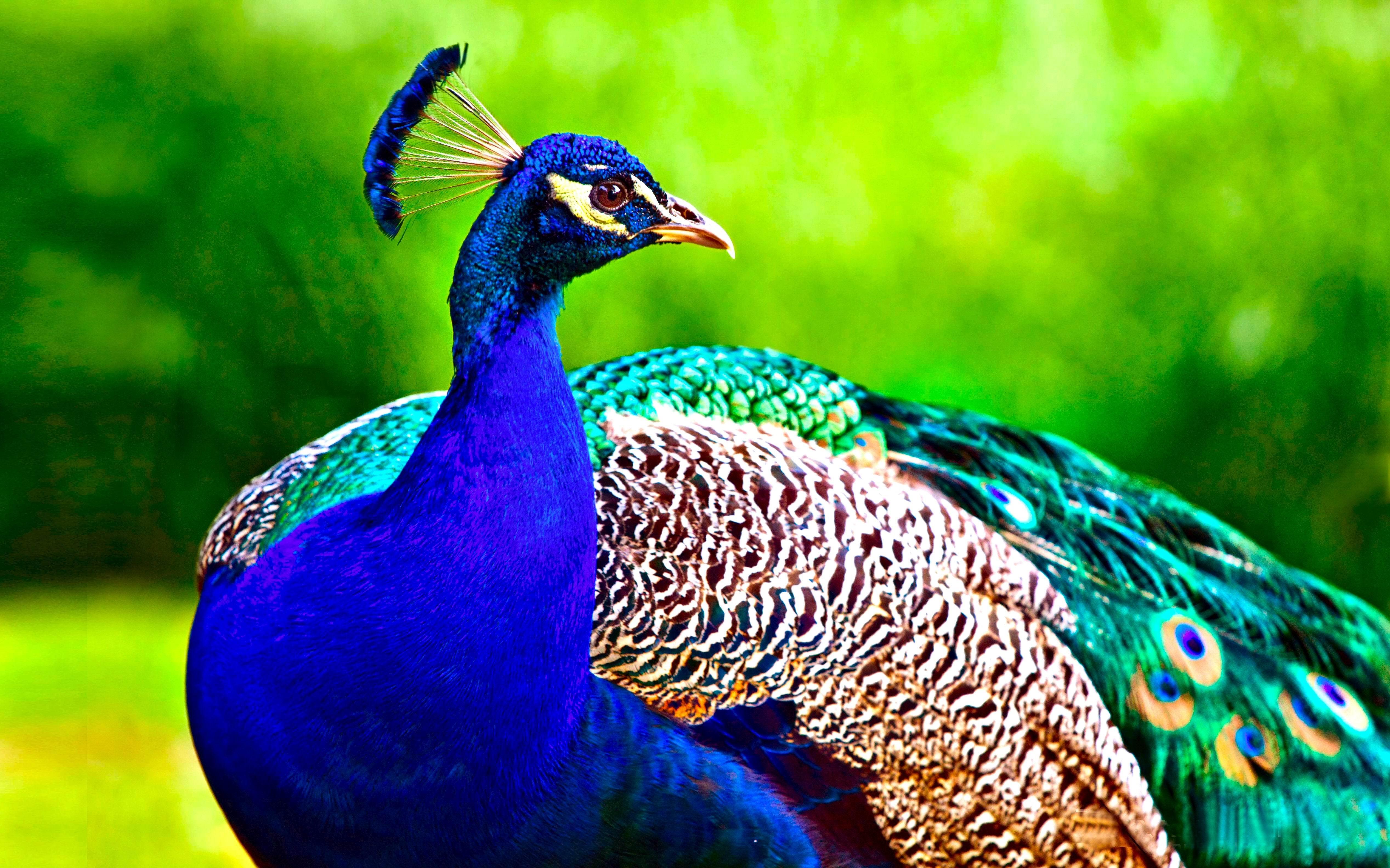 Peacock 4k Wallpapers - Top Free Peacock 4k Backgrounds - WallpaperAccess