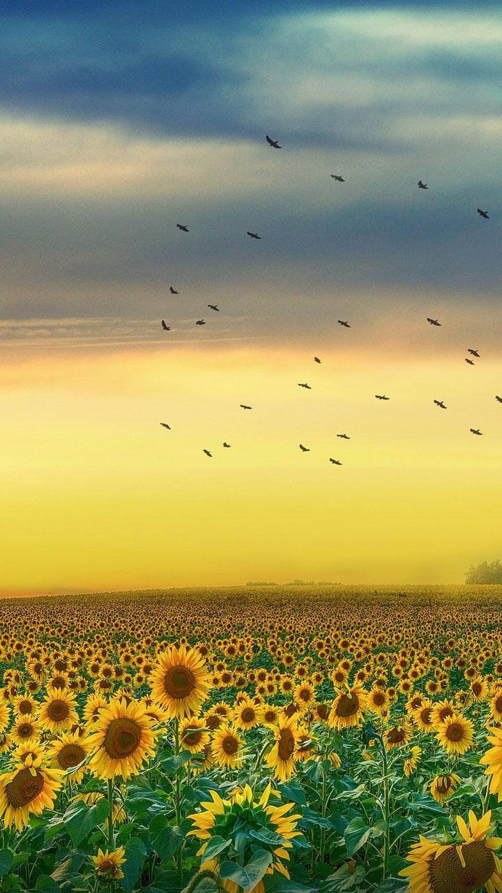 Stunning Wallpapers - Top Free Stunning Backgrounds - WallpaperAccess