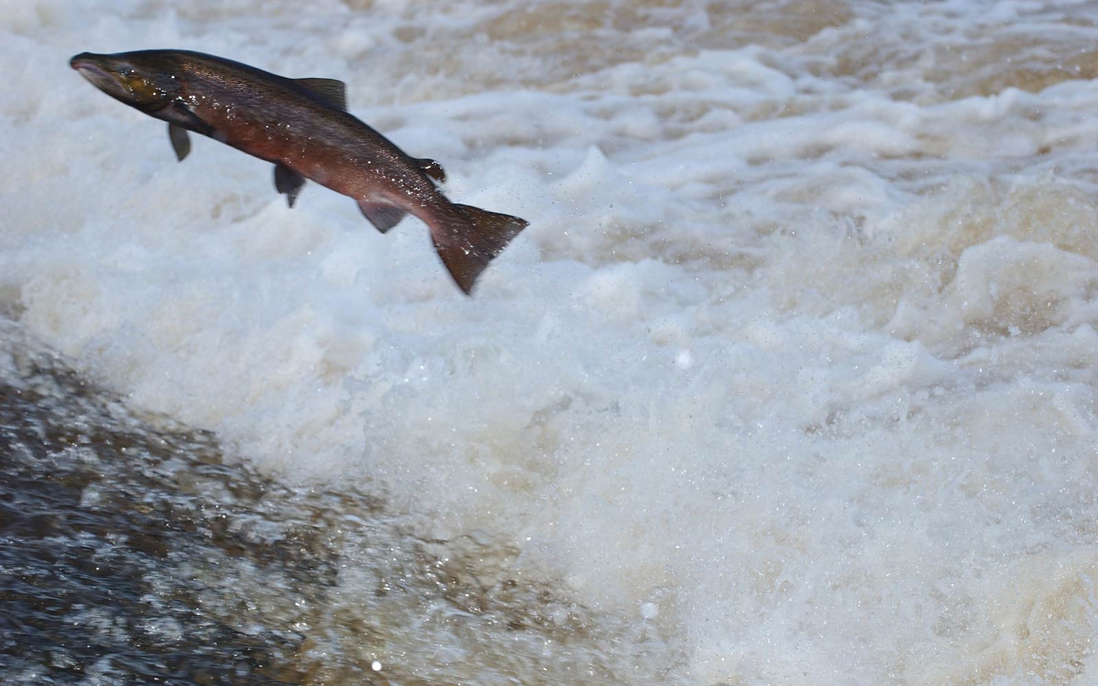 Salmon Wallpapers - Top Free Salmon Backgrounds - WallpaperAccess