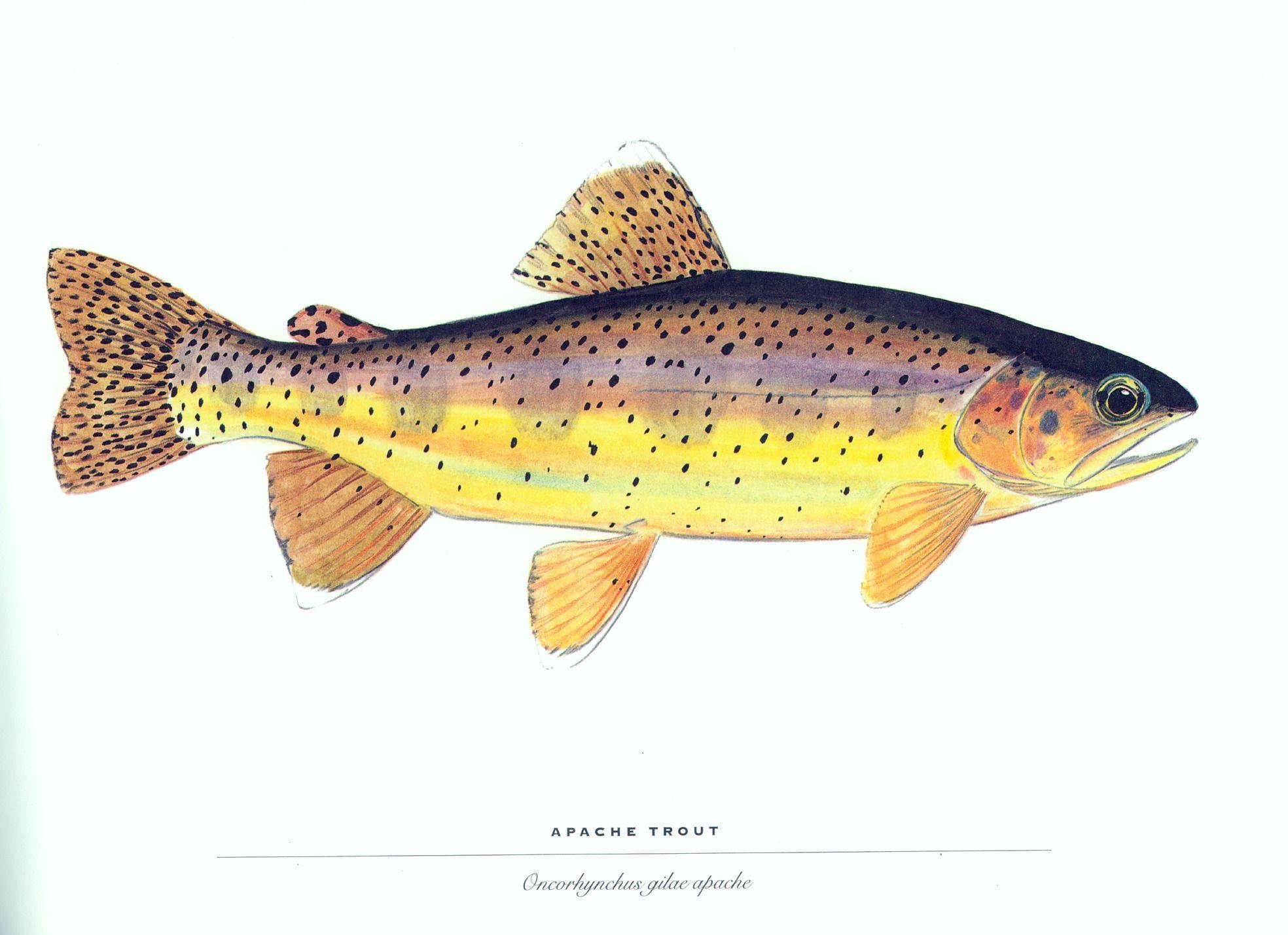 Trout Wallpapers - Top Free Trout Backgrounds - WallpaperAccess