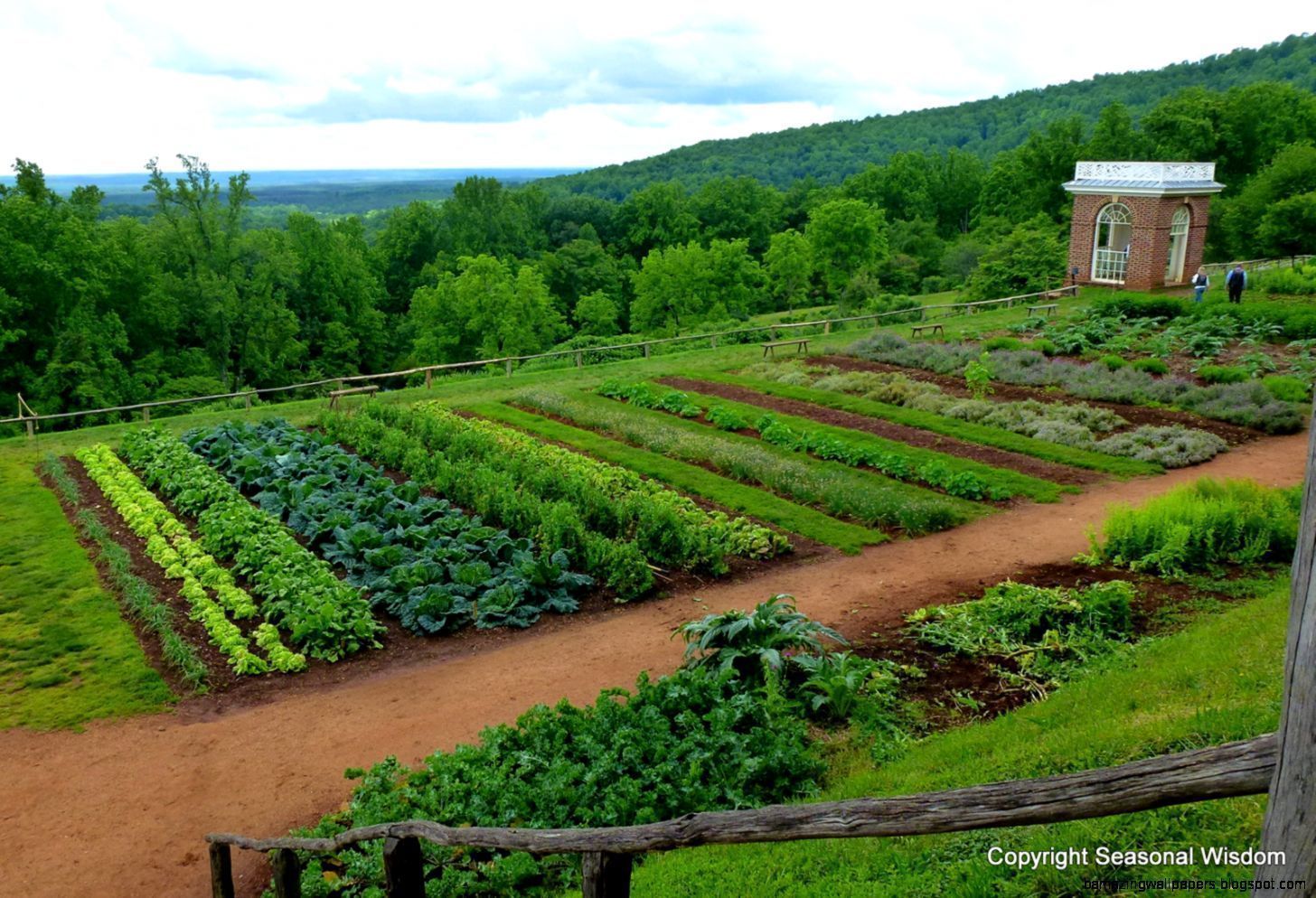 Vegetable Field Wallpapers - Top Free Vegetable Field Backgrounds ...