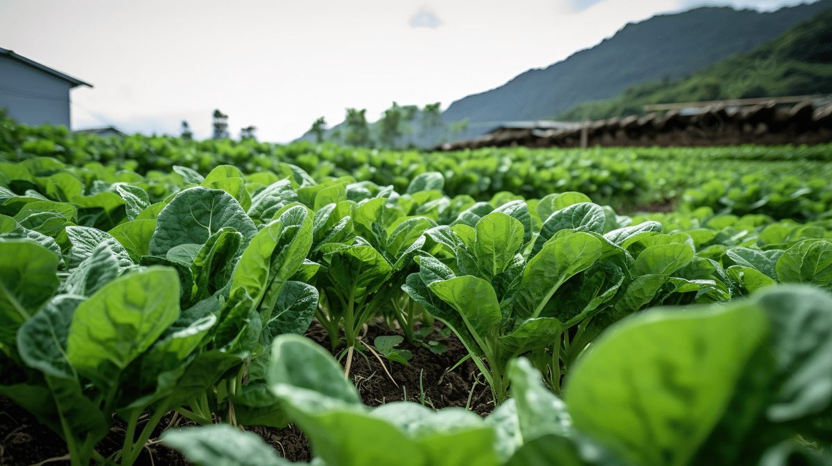 Vegetable Farm Wallpapers - Top Free Vegetable Farm Backgrounds ...