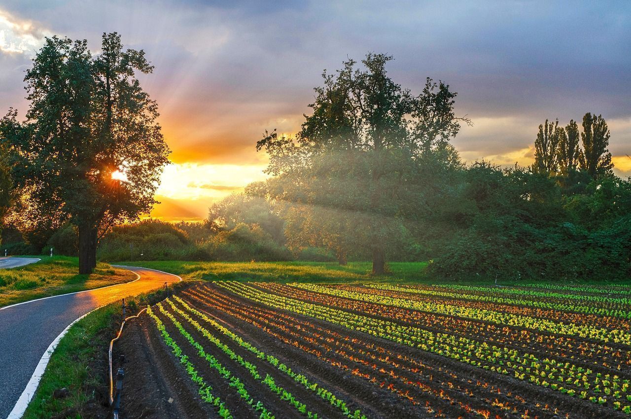 Vegetable Field Wallpapers - Top Free Vegetable Field Backgrounds ...