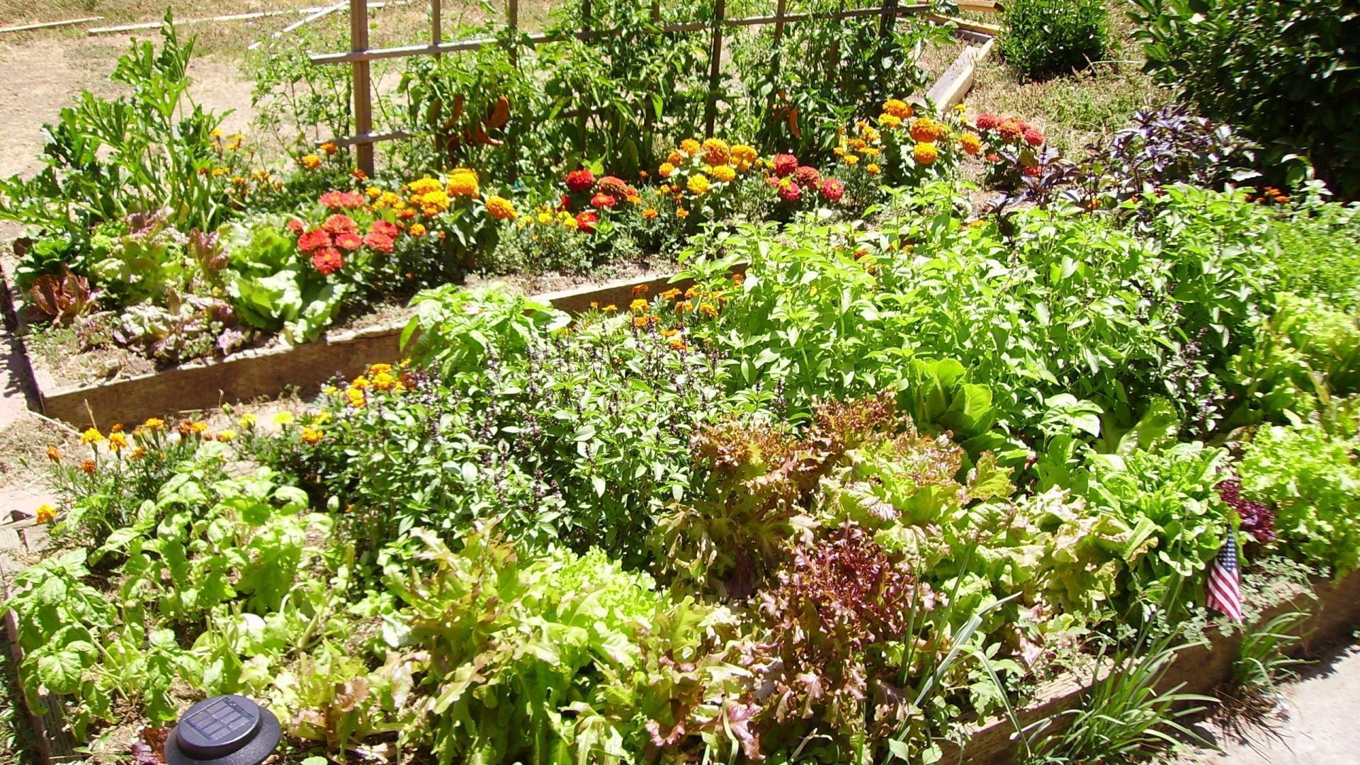 Vegetable Field Wallpapers - Top Free Vegetable Field Backgrounds ...