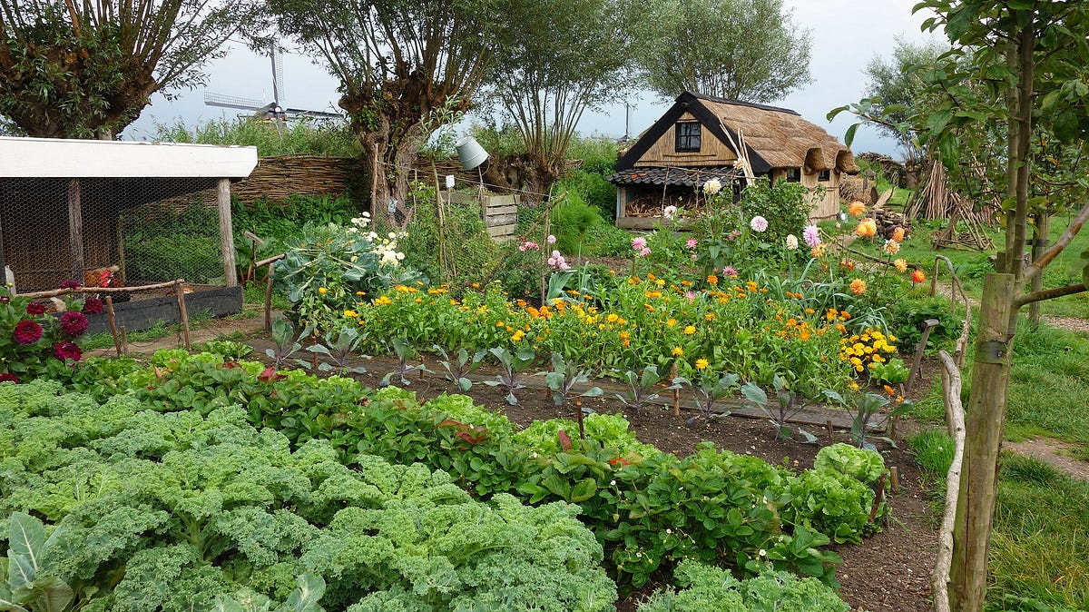 Vegetable Field Wallpapers - Top Free Vegetable Field Backgrounds ...