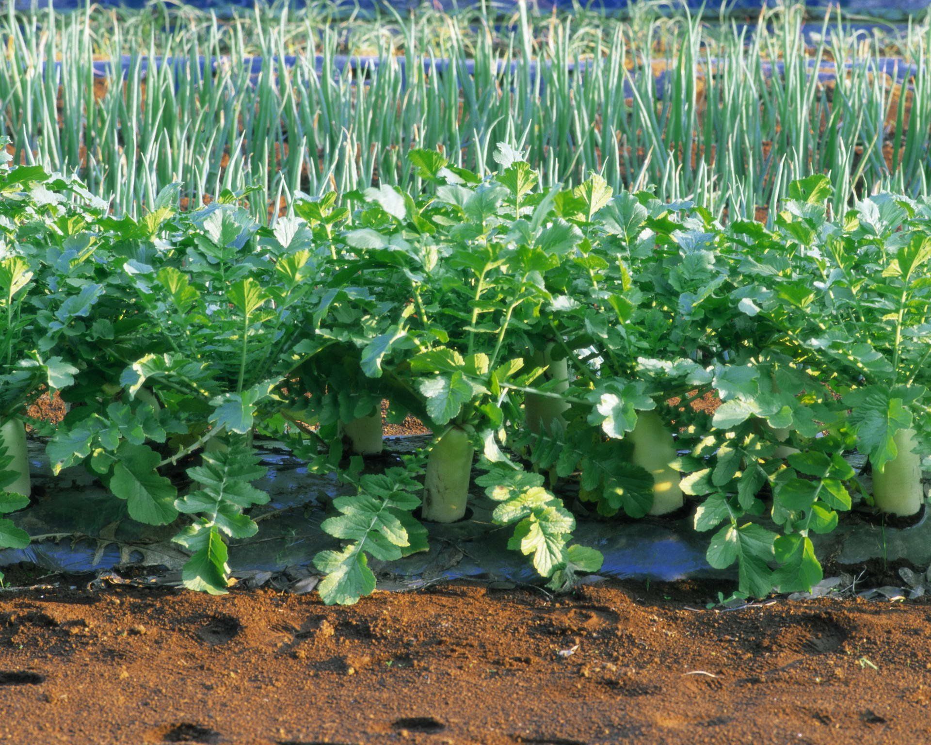 Vegetable Field Wallpapers - Top Free Vegetable Field Backgrounds ...
