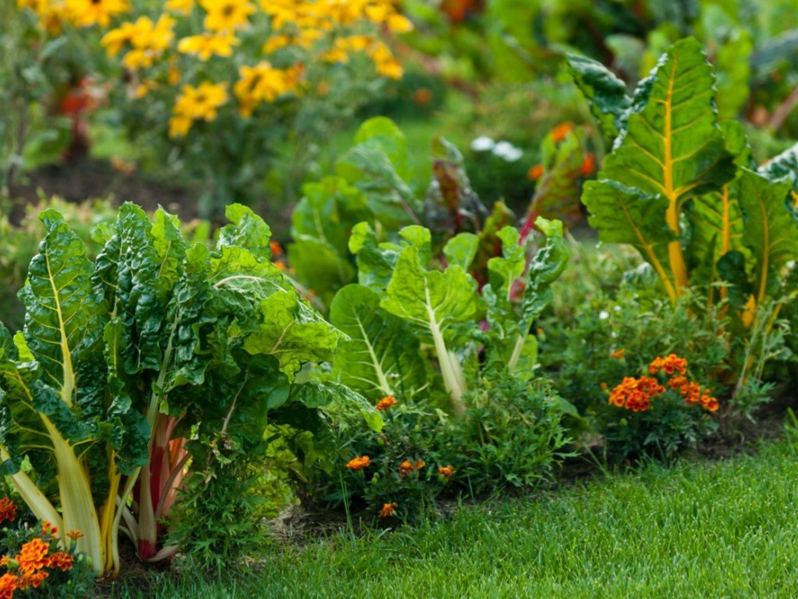 Vegetable Field Wallpapers - Top Free Vegetable Field Backgrounds ...