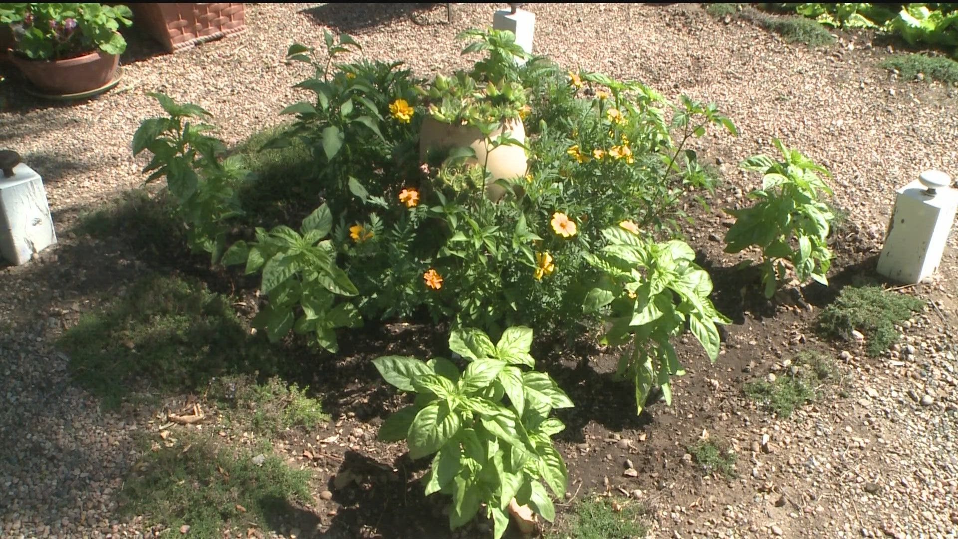 Vegetable Field Wallpapers - Top Free Vegetable Field Backgrounds ...