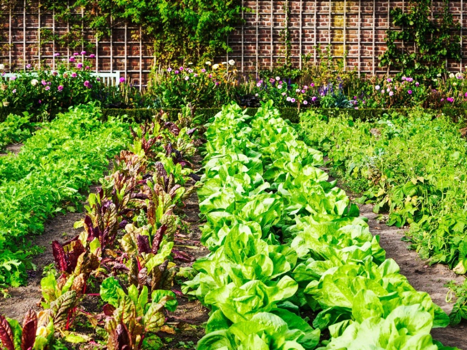 Vegetable Field Wallpapers - Top Free Vegetable Field Backgrounds ...