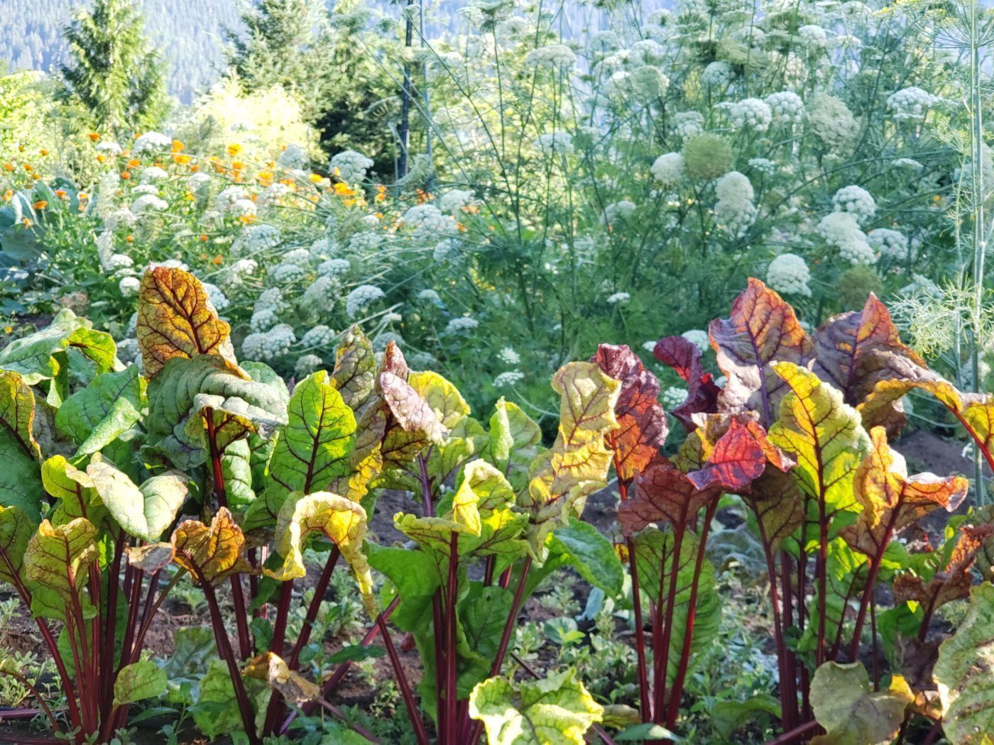 Vegetable Field Wallpapers - Top Free Vegetable Field Backgrounds ...