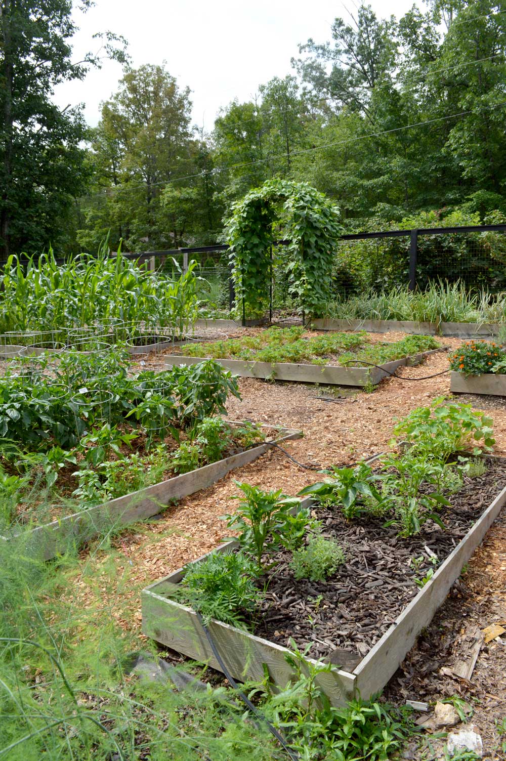 Vegetable Field Wallpapers - Top Free Vegetable Field Backgrounds ...