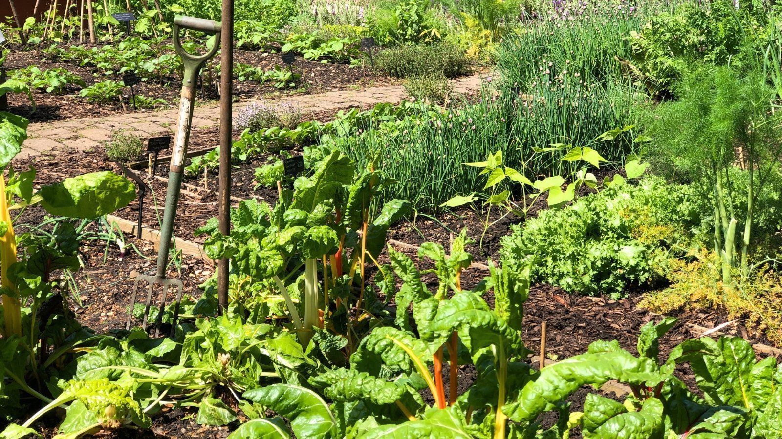 Vegetable Field Wallpapers - Top Free Vegetable Field Backgrounds ...