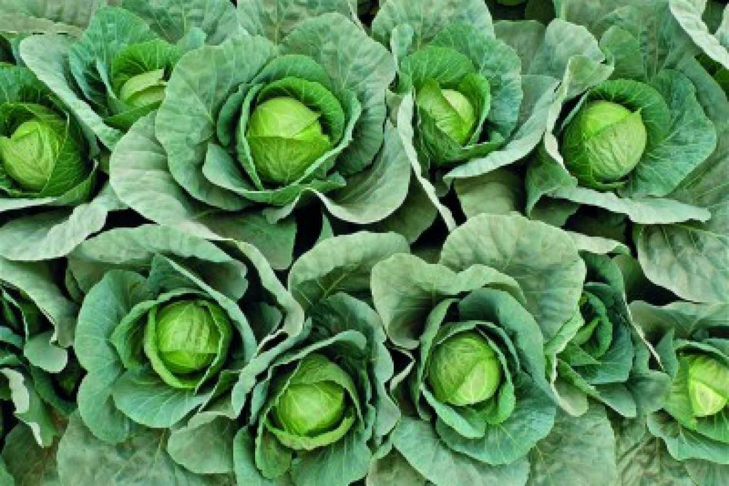 Vegetable Field Wallpapers - Top Free Vegetable Field Backgrounds ...