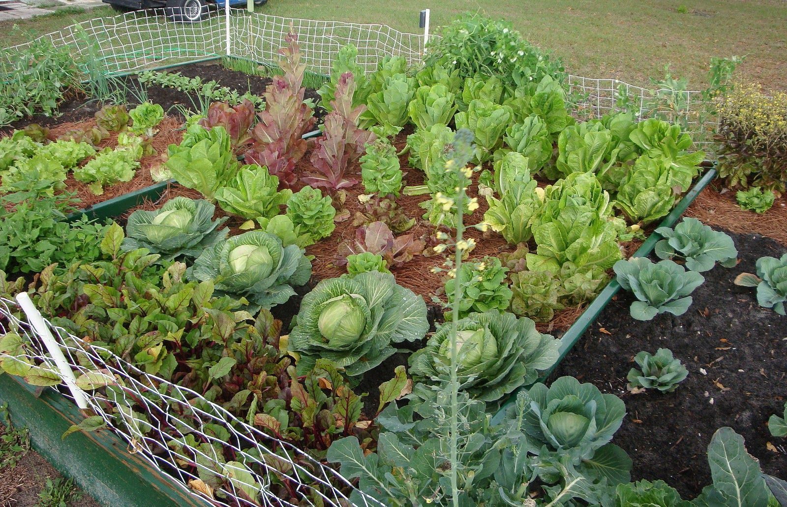 Vegetable Field Wallpapers - Top Free Vegetable Field Backgrounds ...