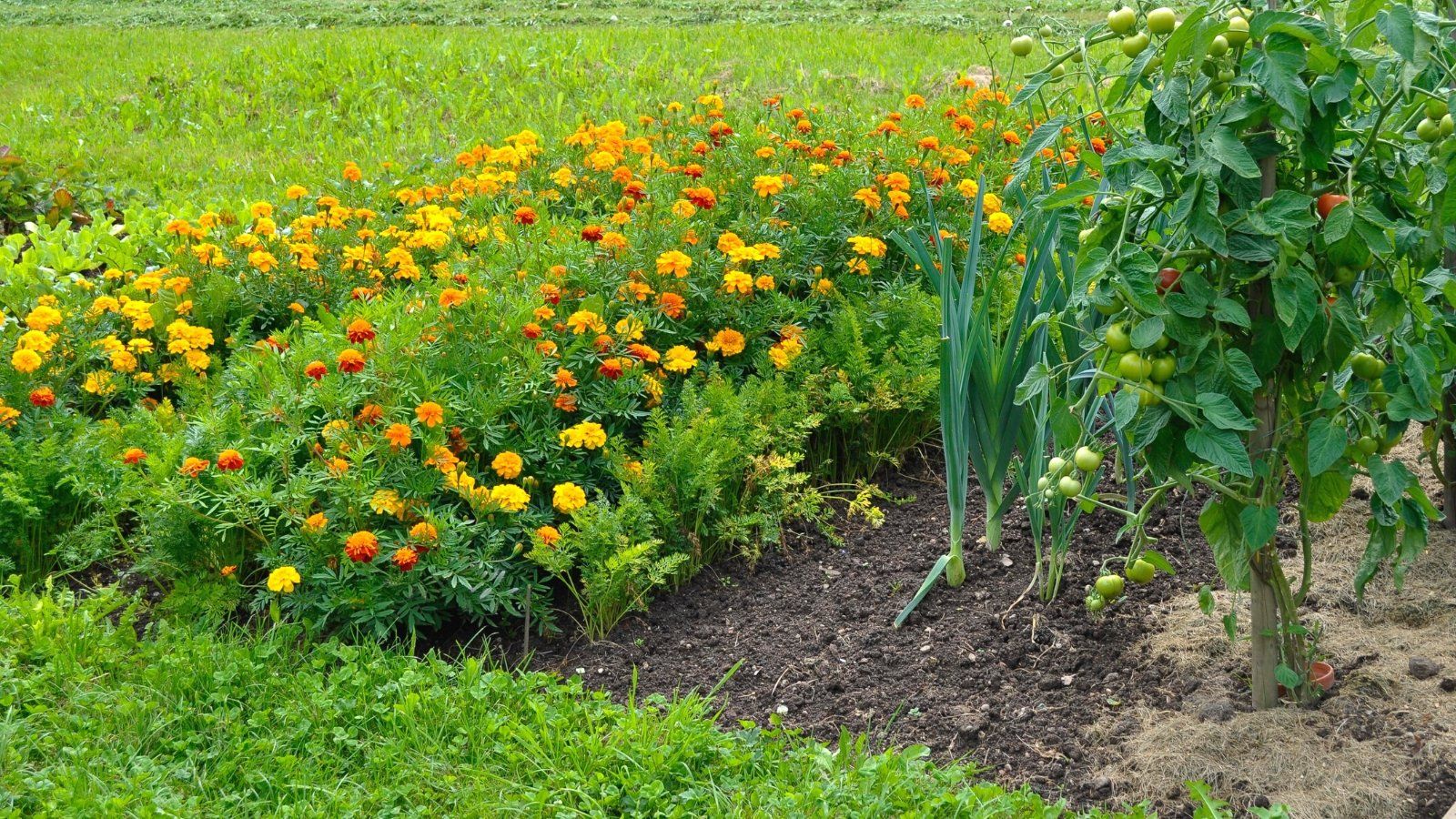 Vegetable Field Wallpapers - Top Free Vegetable Field Backgrounds ...