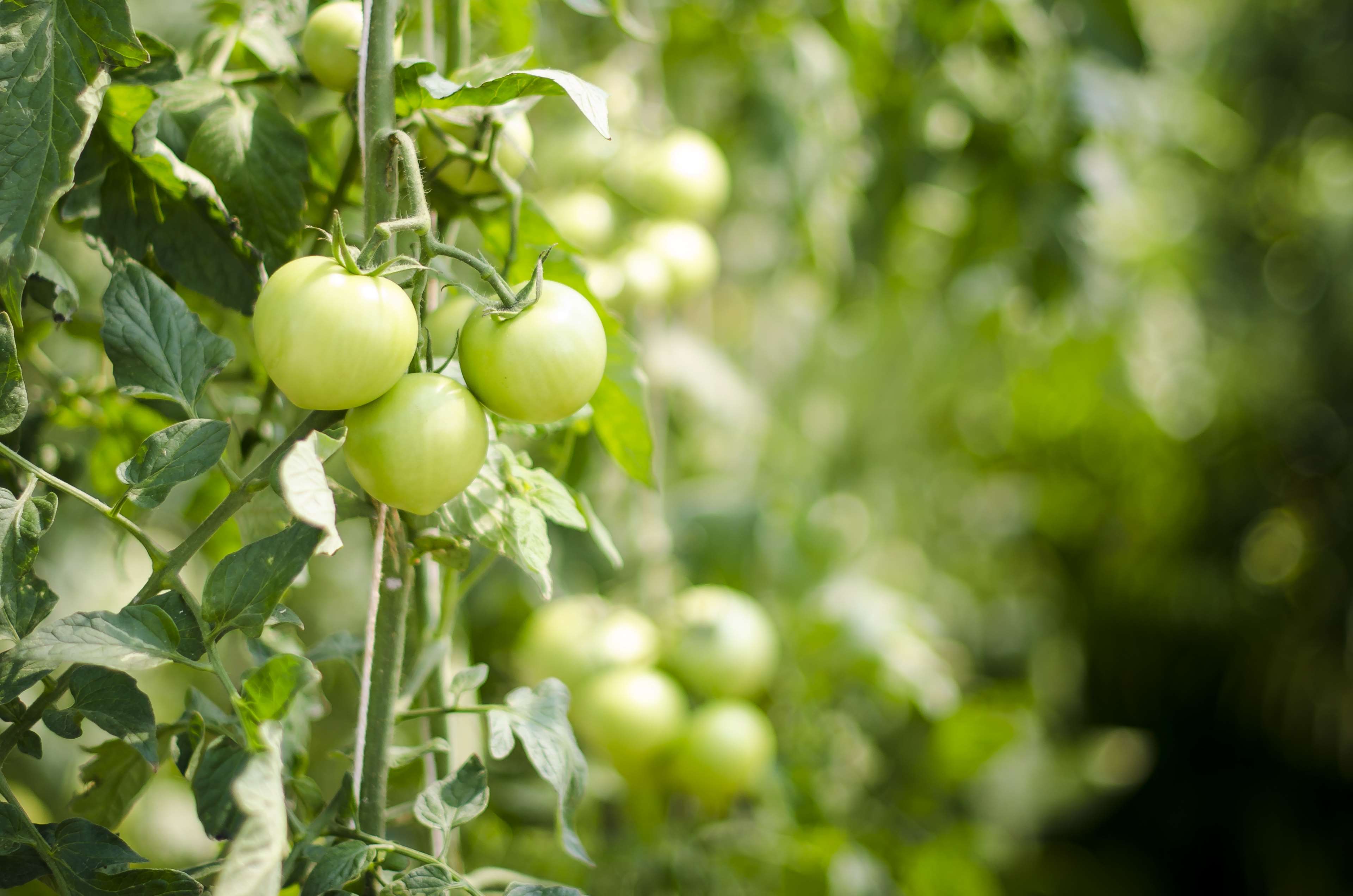 Vegetable Field Wallpapers - Top Free Vegetable Field Backgrounds ...