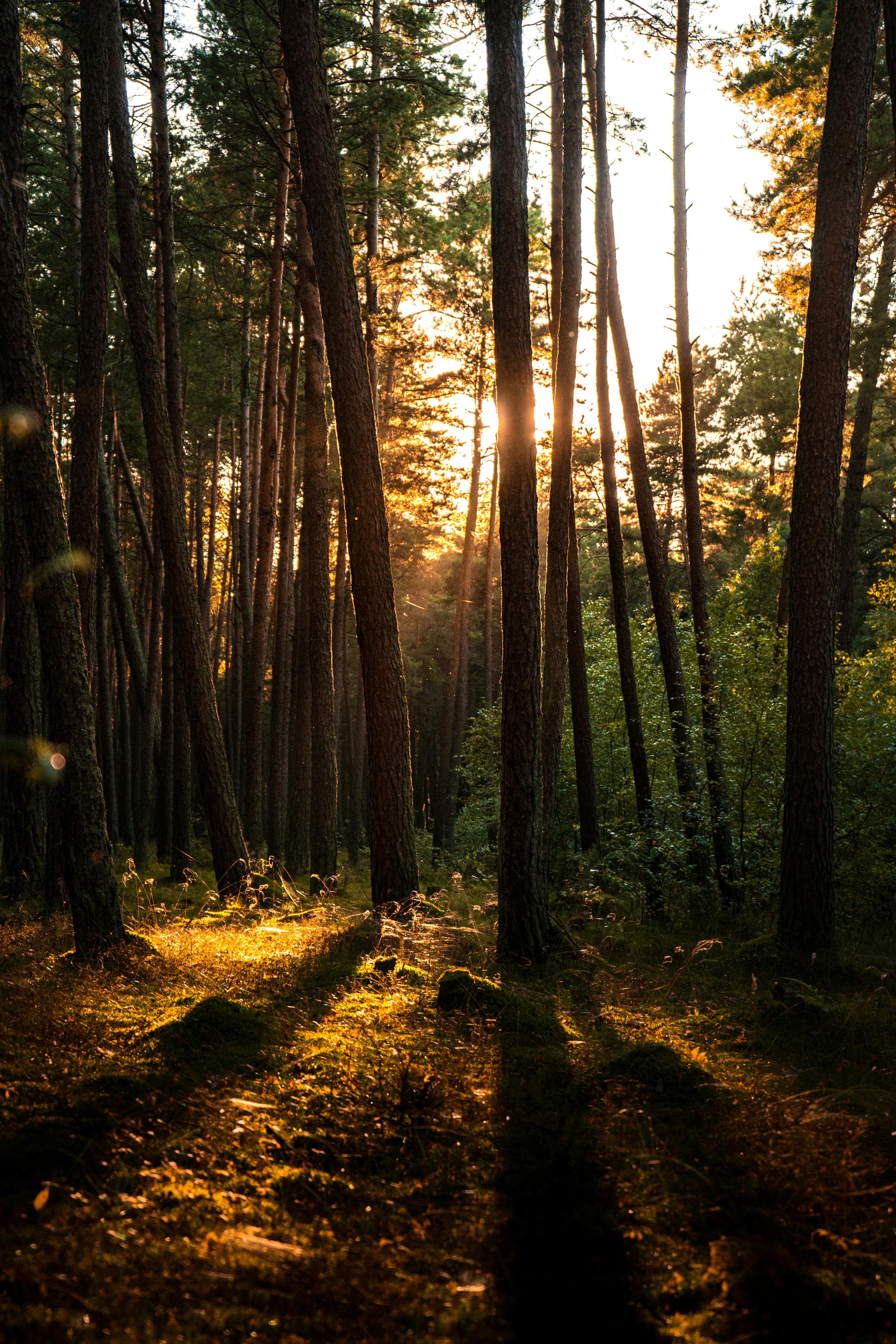 Light Through Trees Wallpapers - Top Free Light Through Trees ...