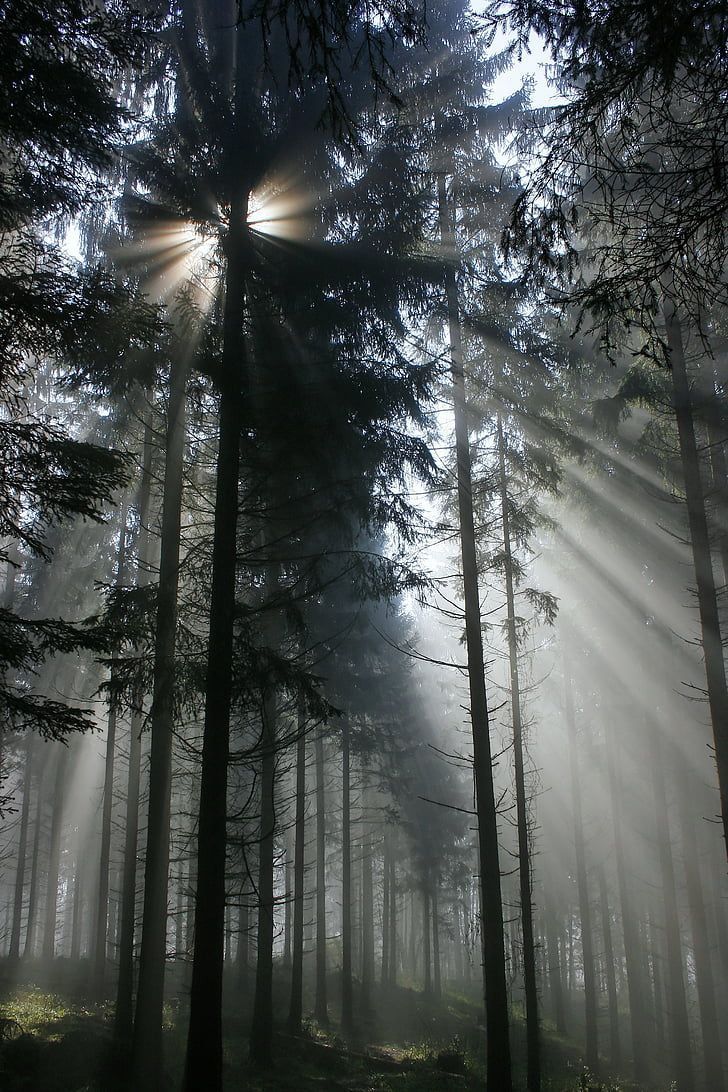 Light Through Trees Wallpapers - Top Free Light Through Trees ...