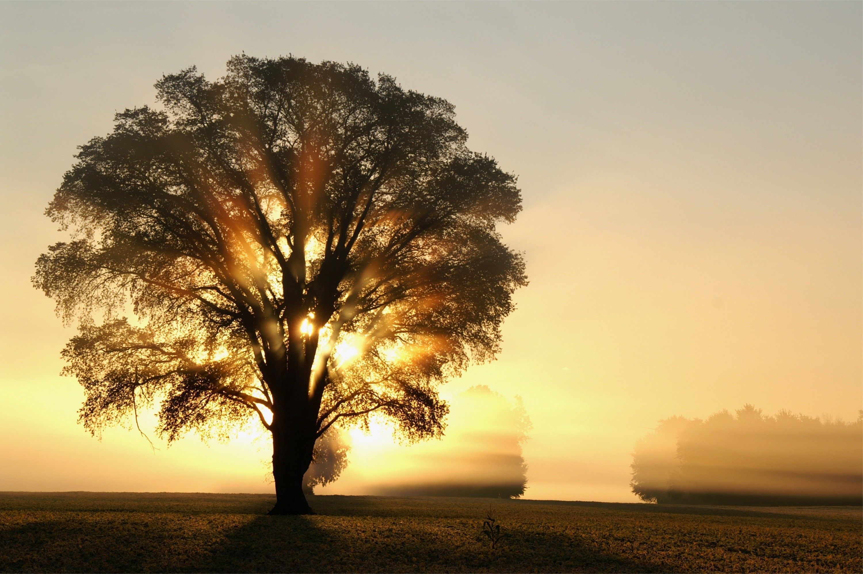 Light Through Trees Wallpapers - Top Free Light Through Trees ...