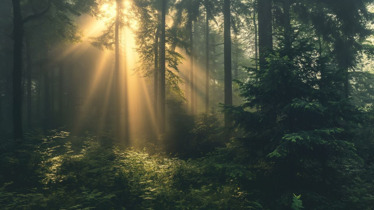 Light Through Trees Wallpapers - Top Free Light Through Trees ...